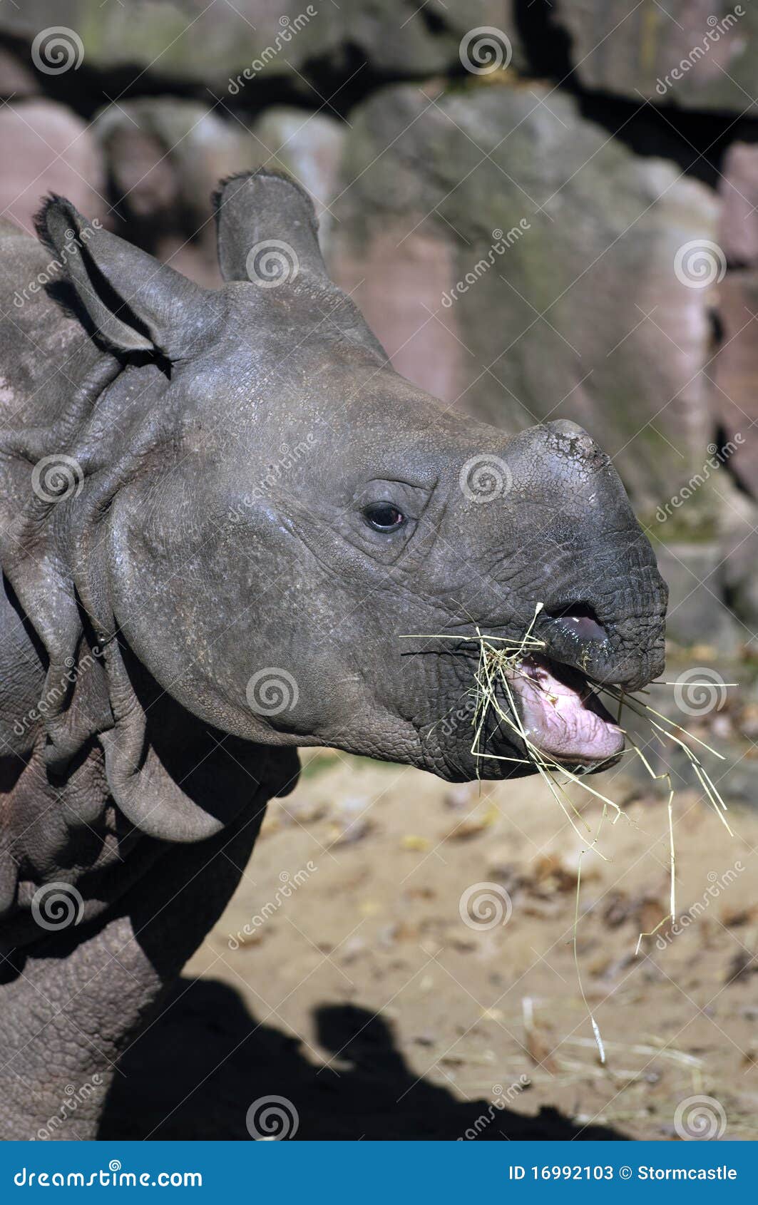 Young Rhino stock image. Image of african, face, kruger - 16992103