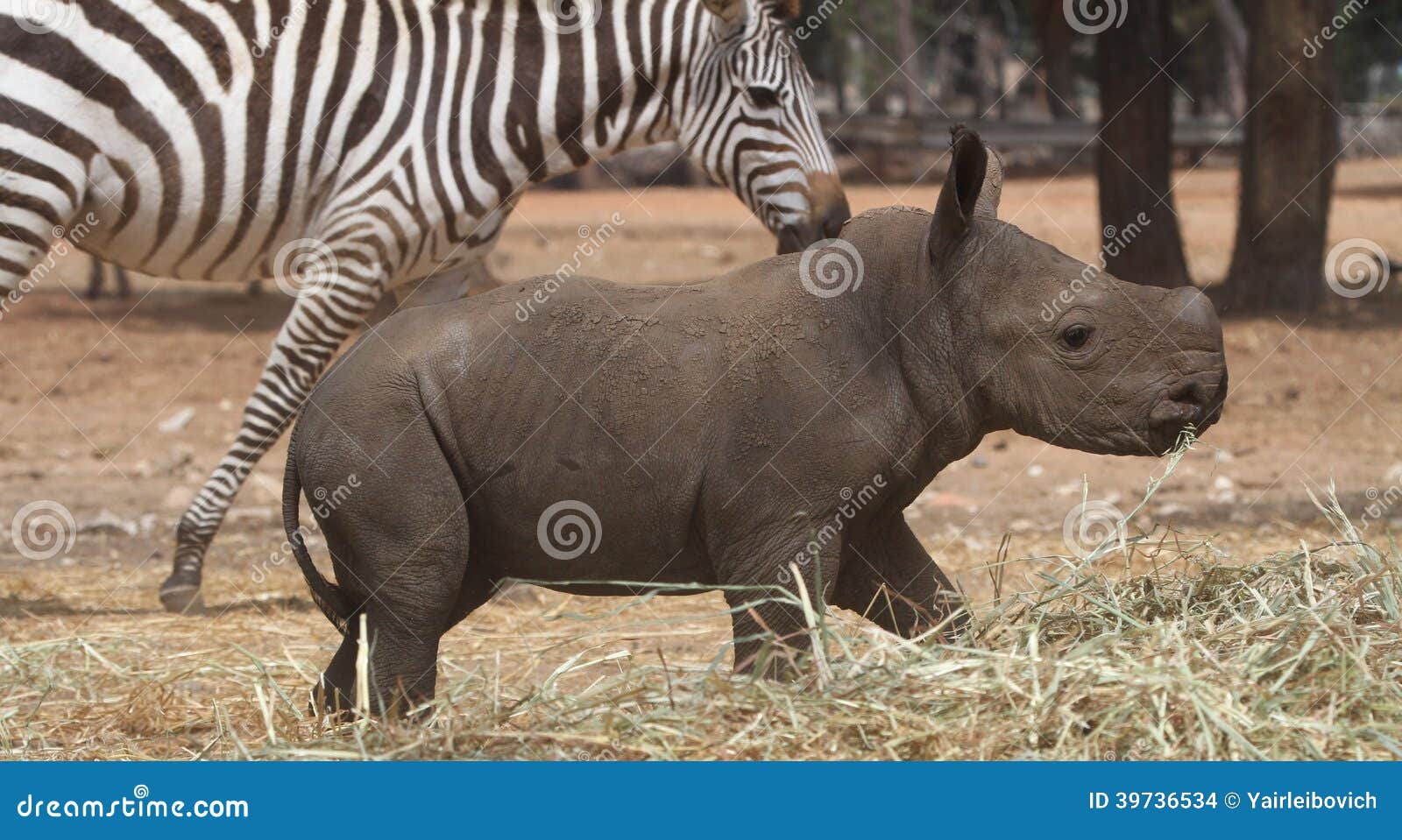 Young rhino stock photo. Image of calf, rhino, nature - 39736534
