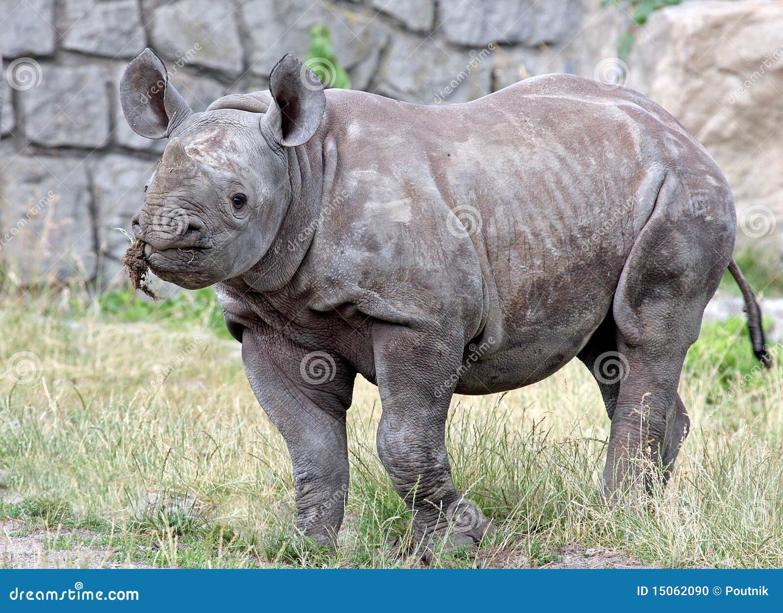 Young Rhino, Diceros Bicornis Stock Photo - Image of nature, kenya ...