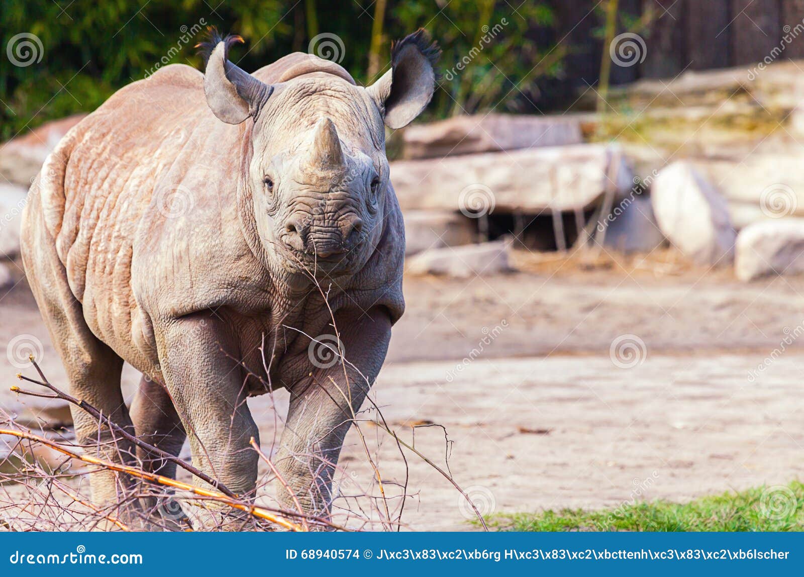 A Young Rhino Looks To the Camera Stock Photo - Image of south, beauty ...