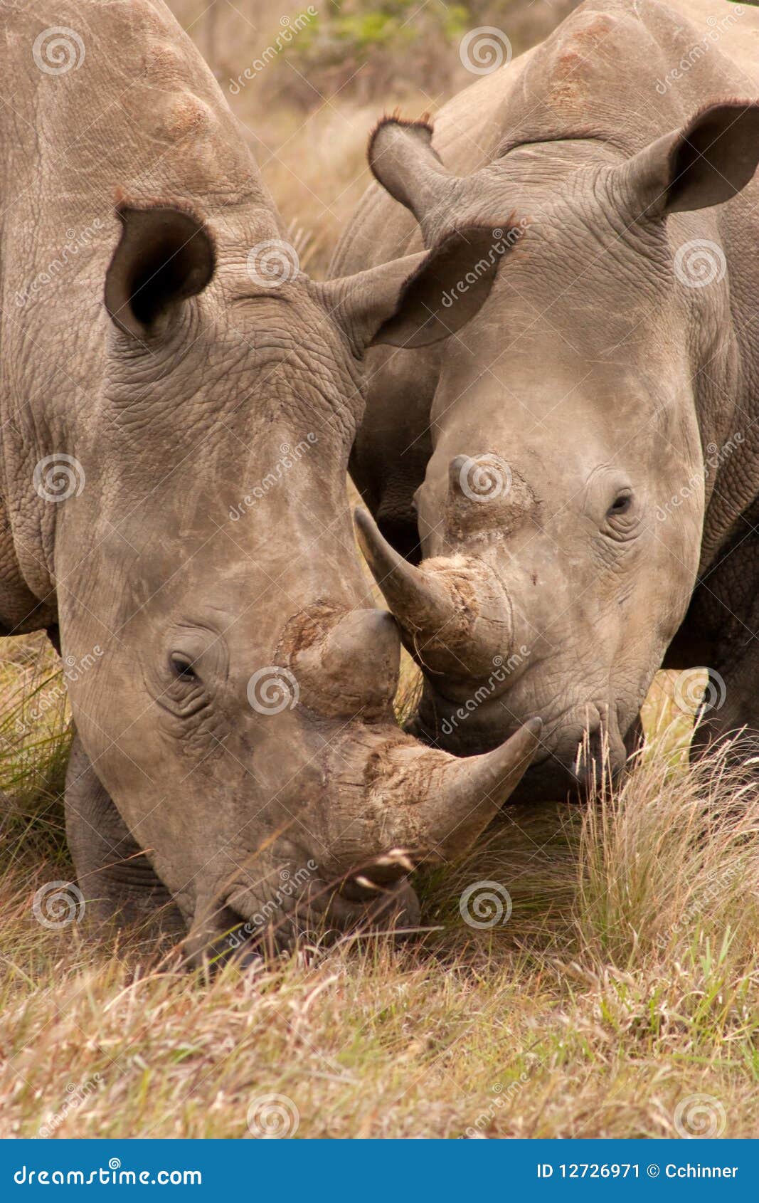 Young Rhino Pair stock image. Image of mammal, rhinoceros - 12726971