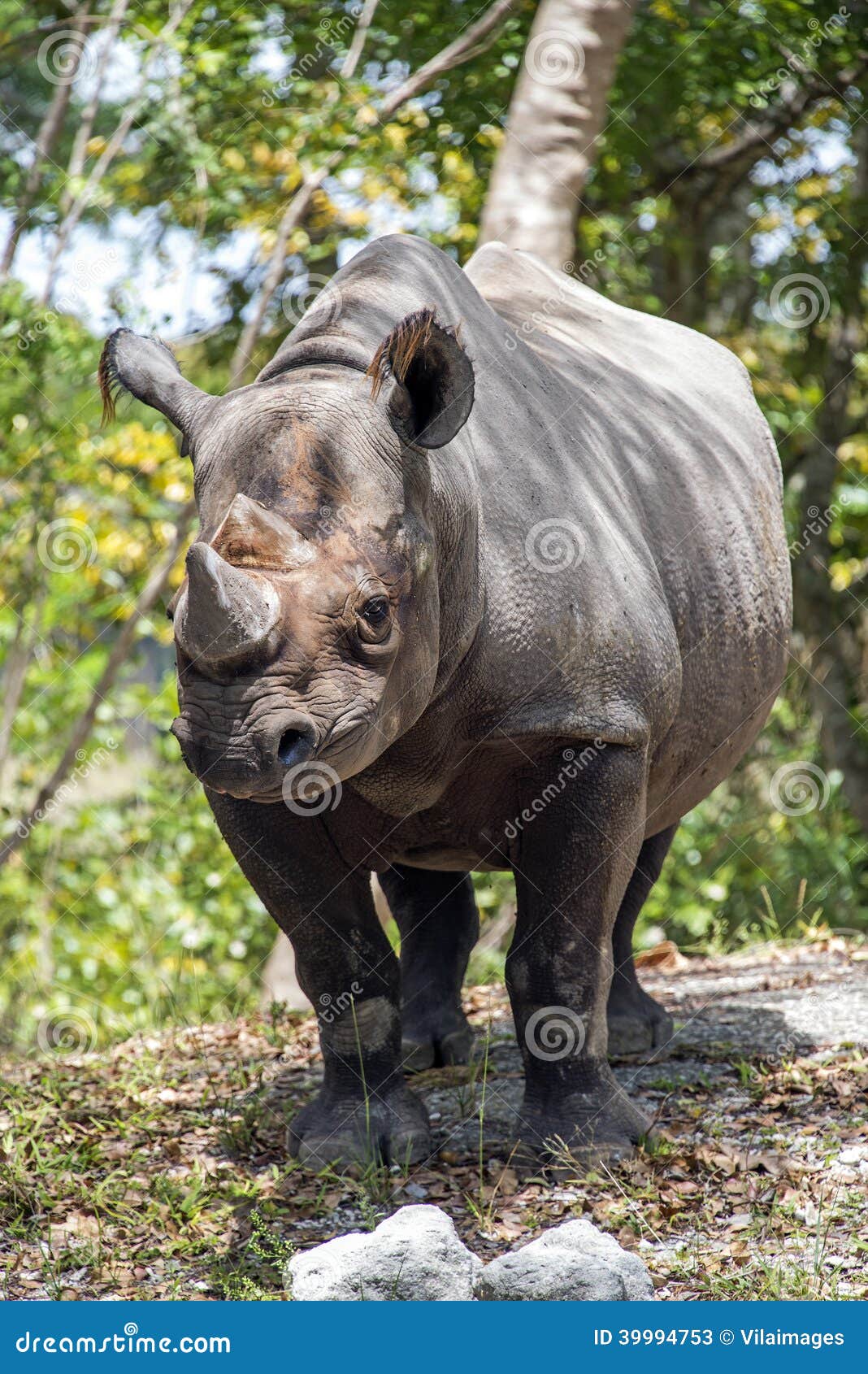 Young Rhinoceros stock image. Image of isolated, animal - 39994753