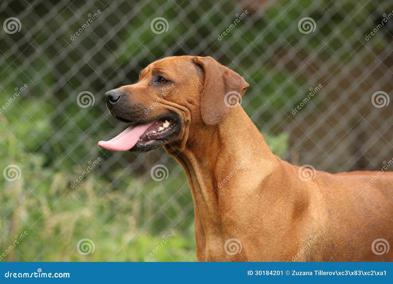 Rhodesian ridgeback stock image. Image of portrait, attentive - 30184201