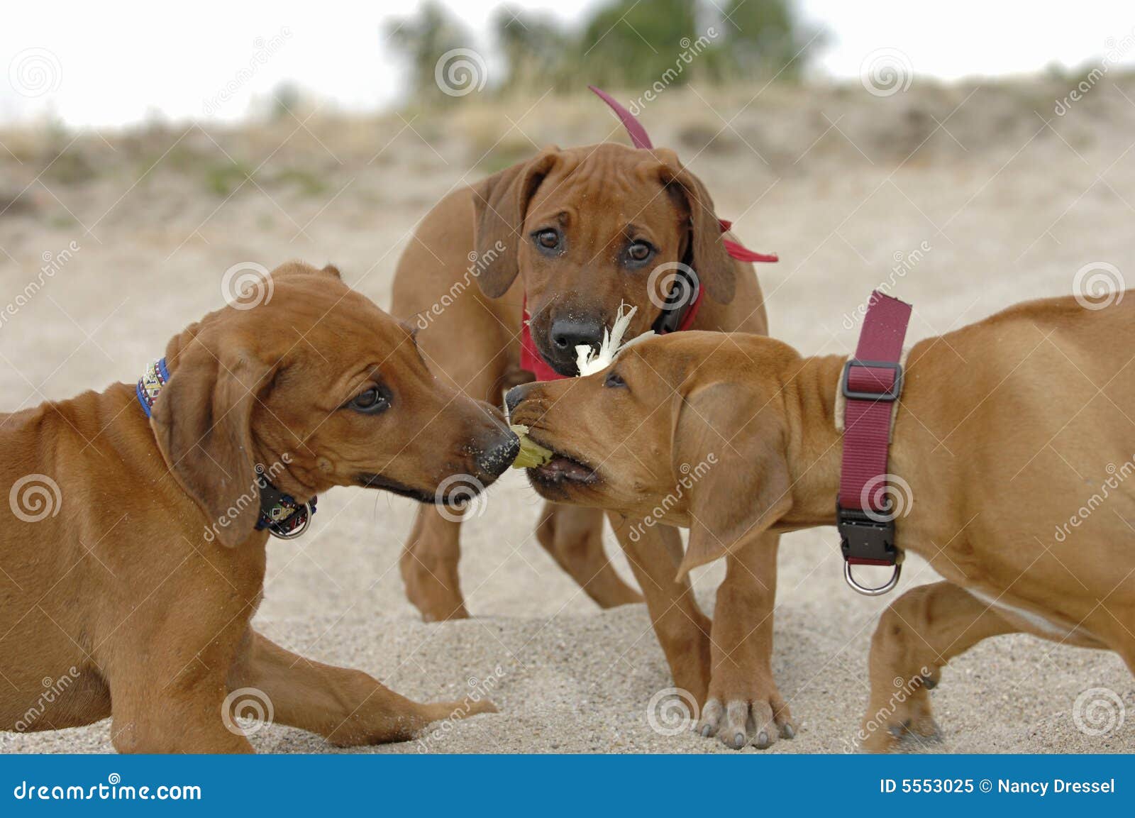 Young rhodesian ridgebacks stock image. Image of canines - 5553025