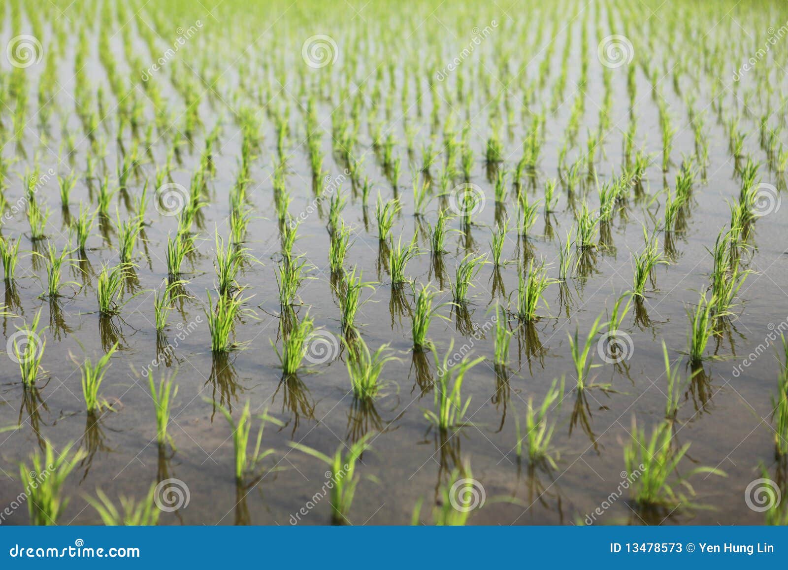 Young rice stock image. Image of brown, grain, crop, backdrop - 13478573