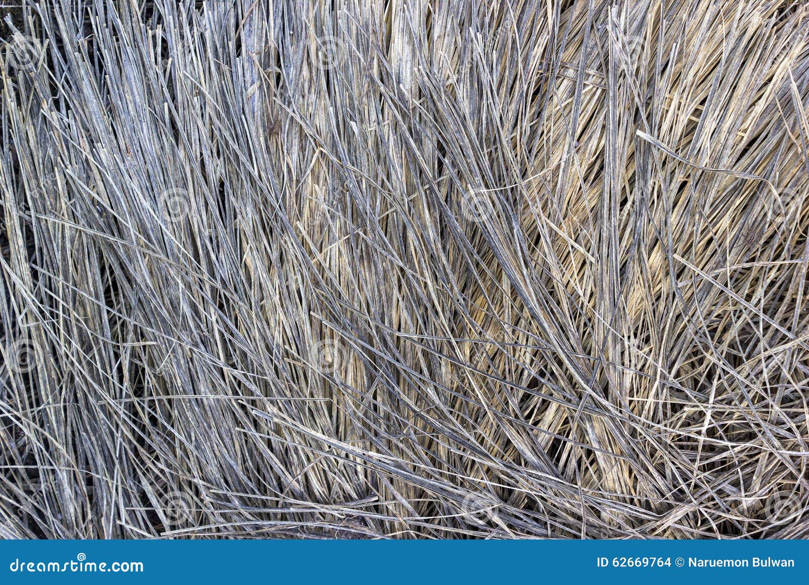 Young Rice Branch after Harvest and Hull Stock Photo - Image of organic ...