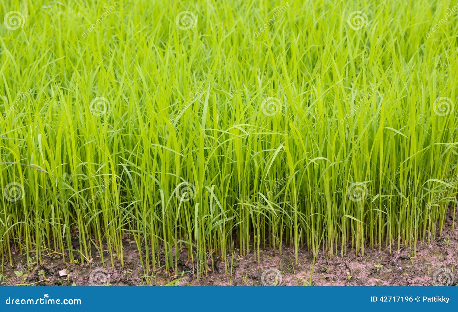 Young rice stock photo. Image of green, plants, leaf - 42717196