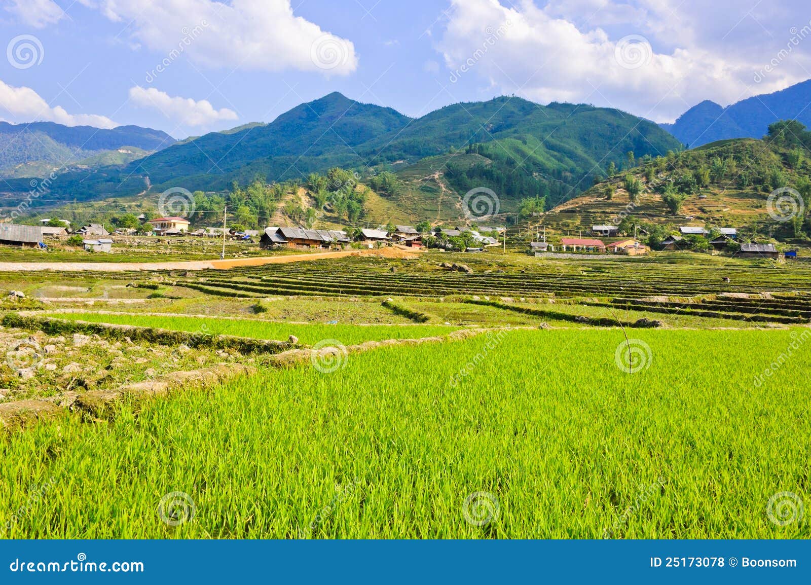 Young rice crops in valley stock photo. Image of culture - 25173078