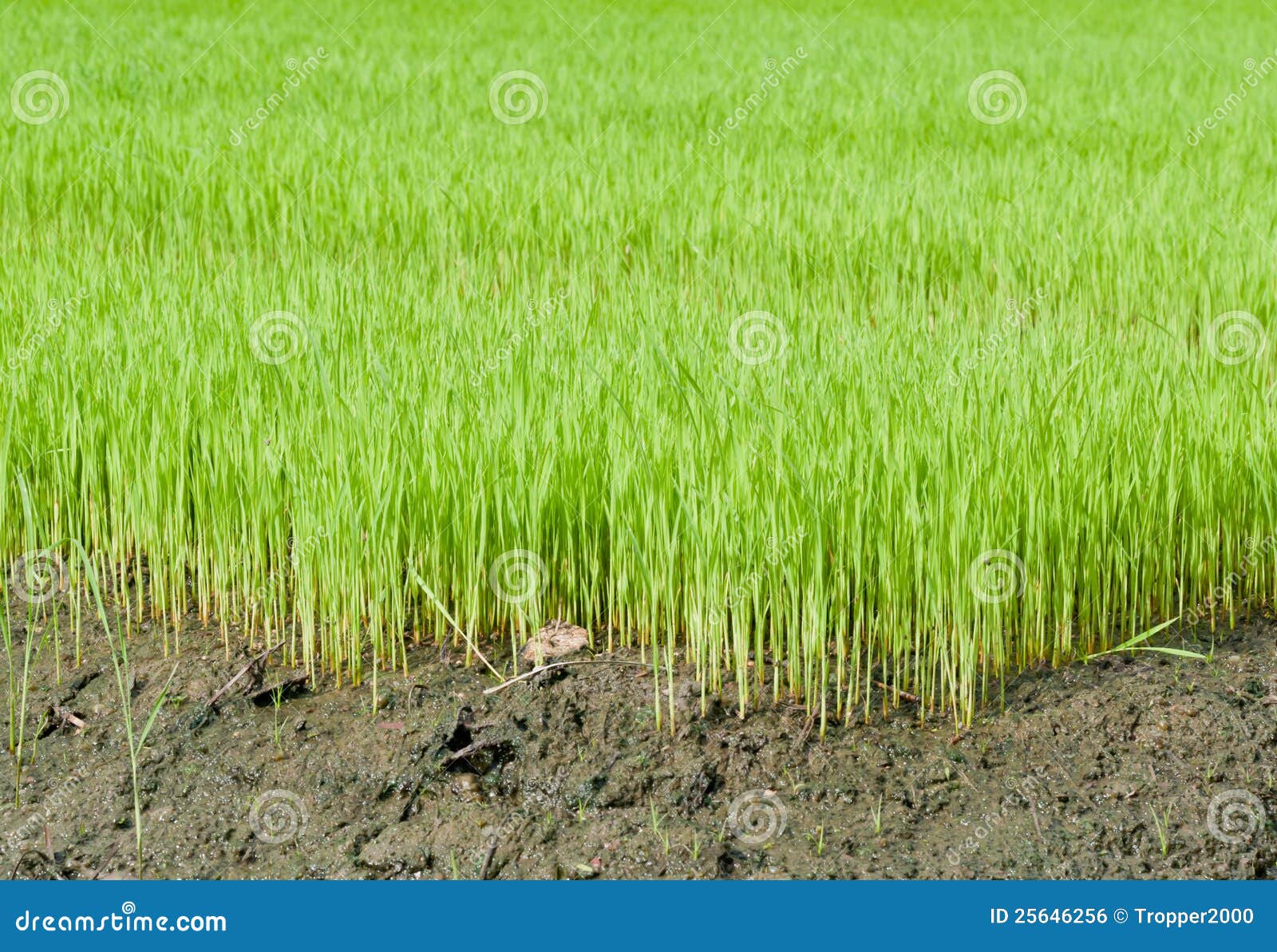 Young rice cultivate . stock photo. Image of grow, agriculture - 25646256