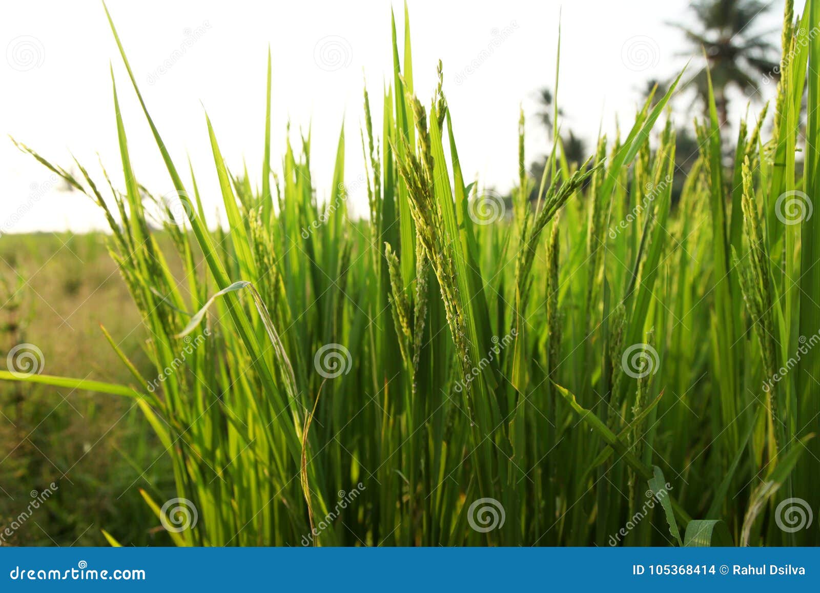 Young Rice Ears in the Green Field. Stock Photo - Image of closeup ...
