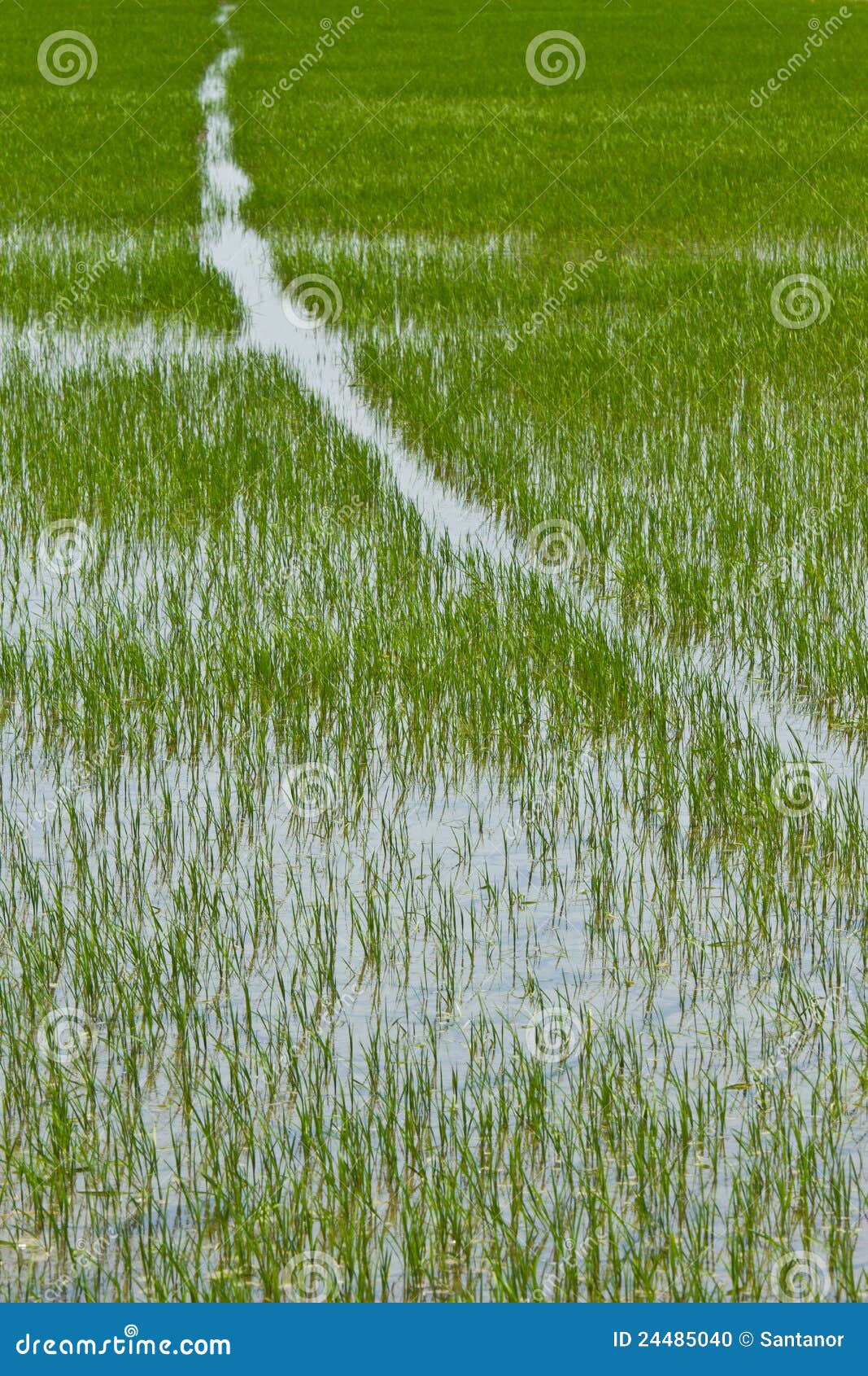 Young rice field stock photo. Image of plant, baby, crop - 24485040