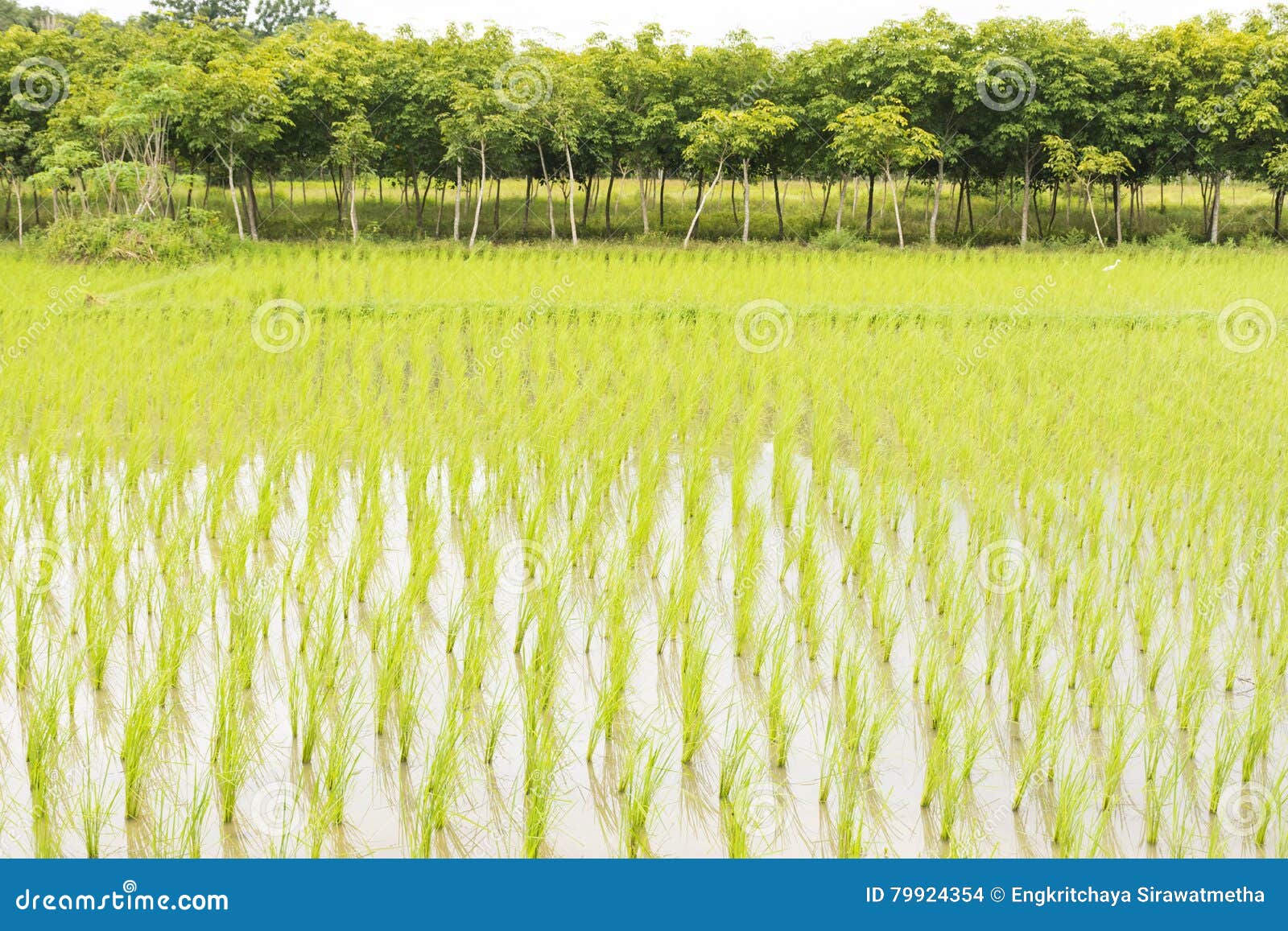 Young Rice Field and Background of Rubber Tree.Zoom in Stock Photo ...