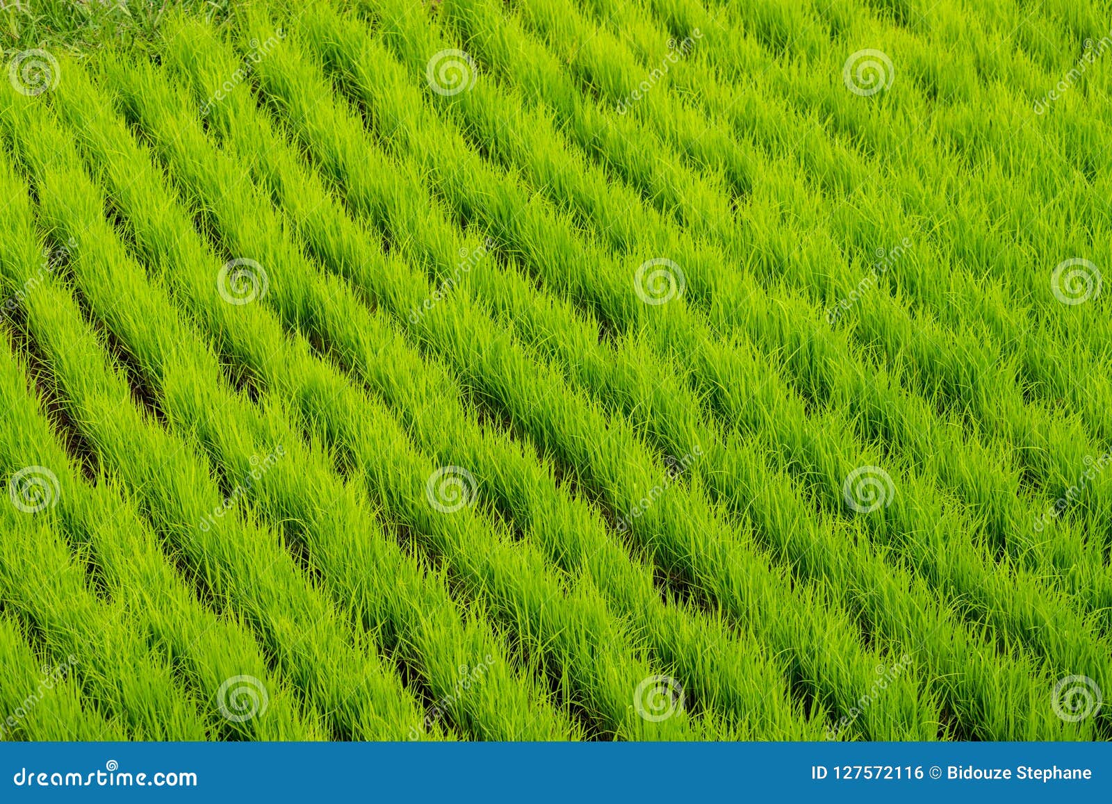 Young Rice Field in Bali Island Stock Photo - Image of bali, line ...