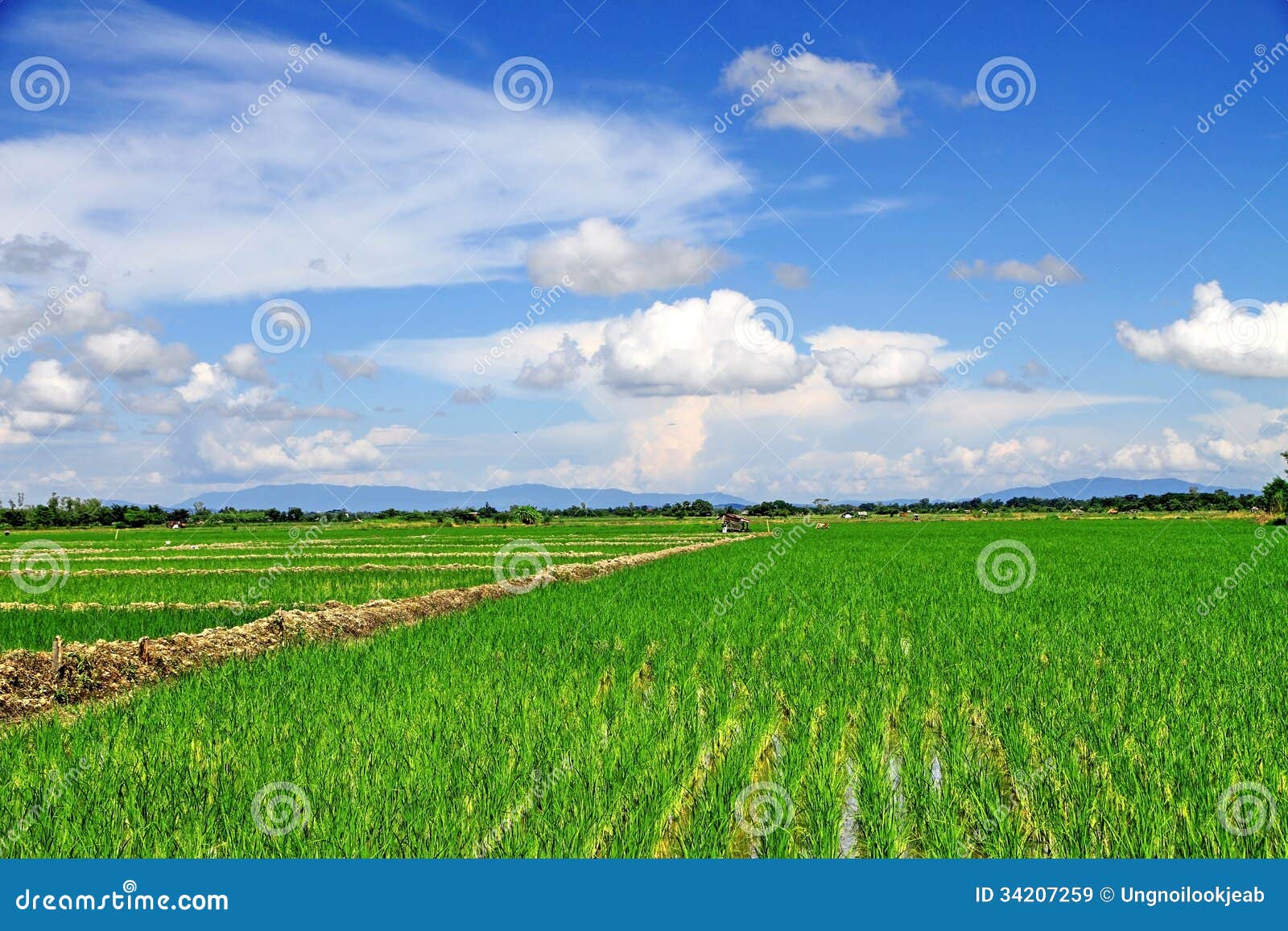 Young rice field stock image. Image of cereal, asia, agricultural ...