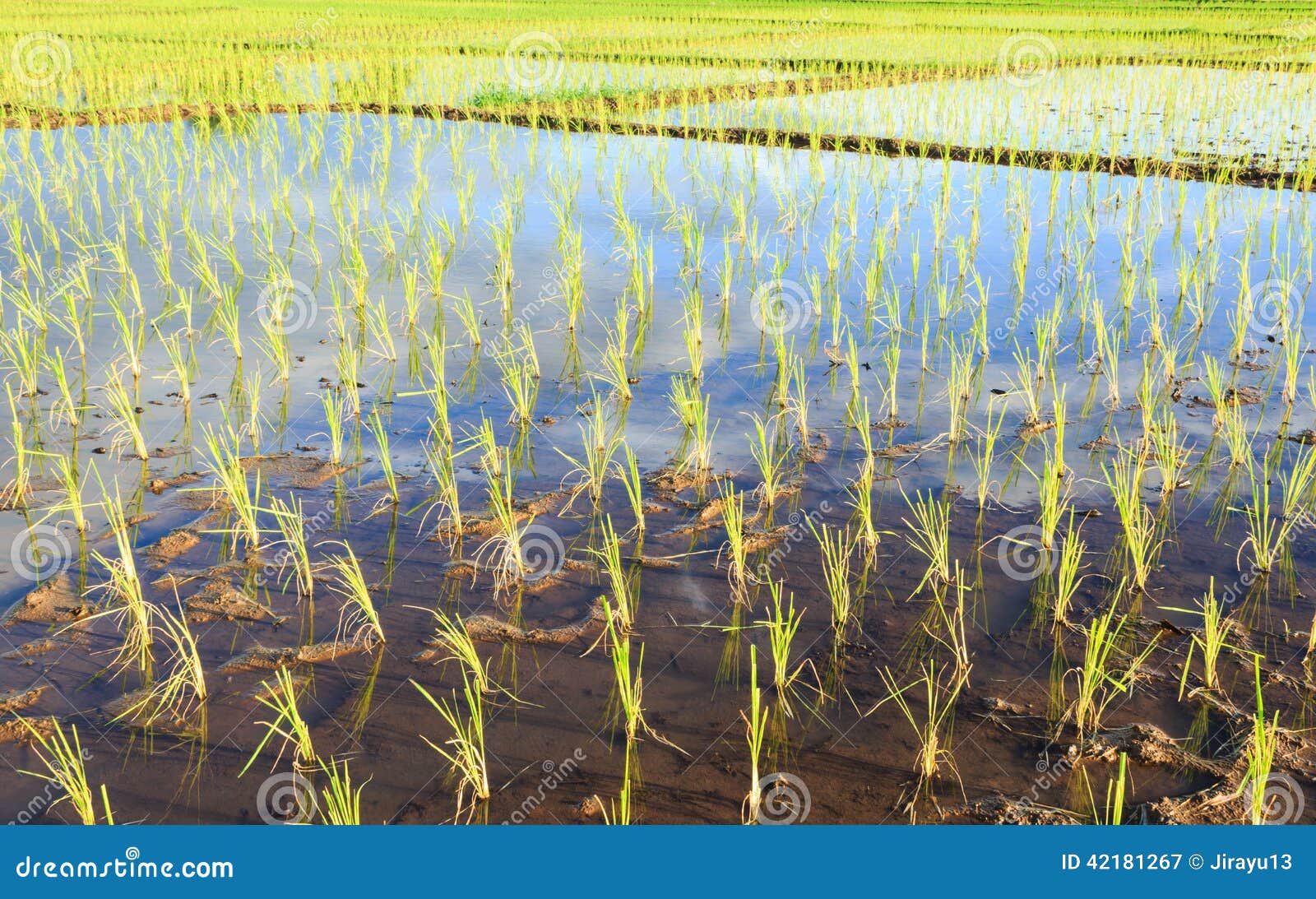 Young rice fields stock image. Image of rice, grain, season - 42181267