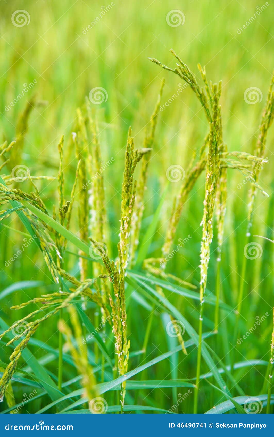 Young rice filed. stock image. Image of young, close - 46490741 Young rice filed. stock image. Image of young, close - 46490741