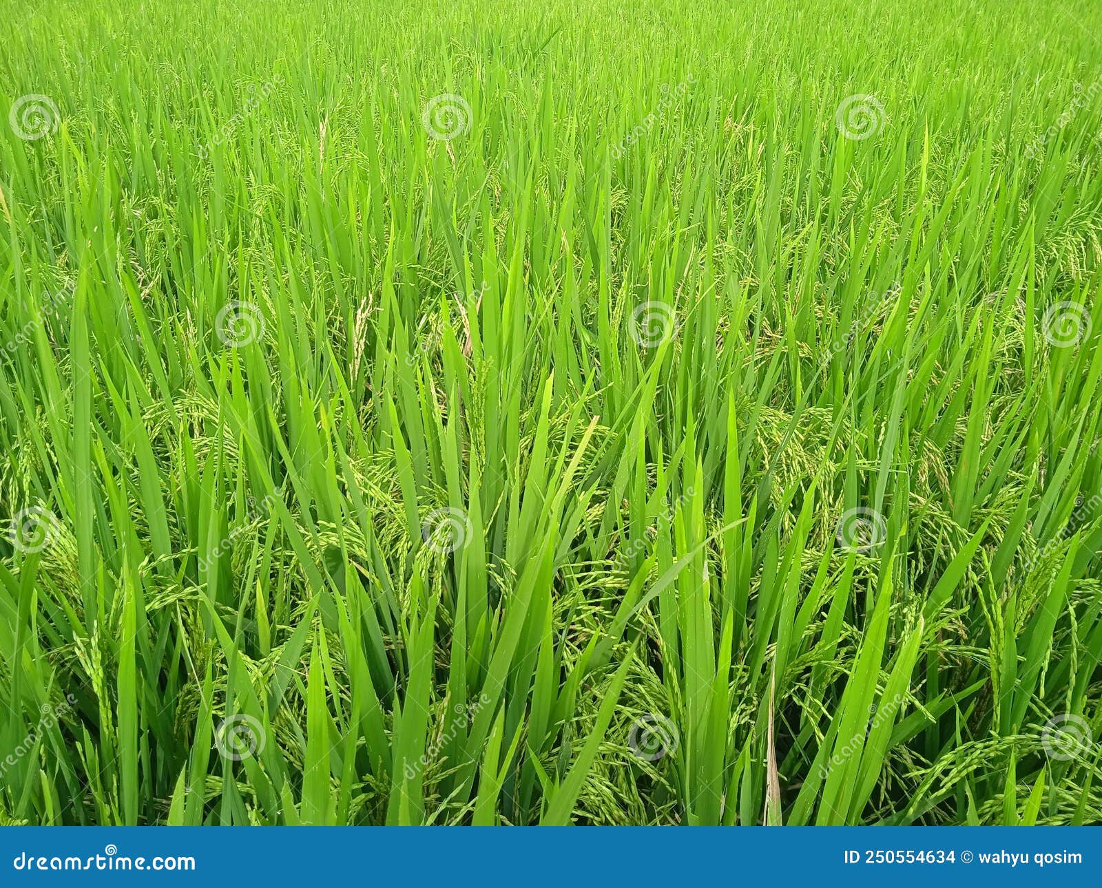 Young rice stock photo. Image of green, vegetable, plant - 250554634