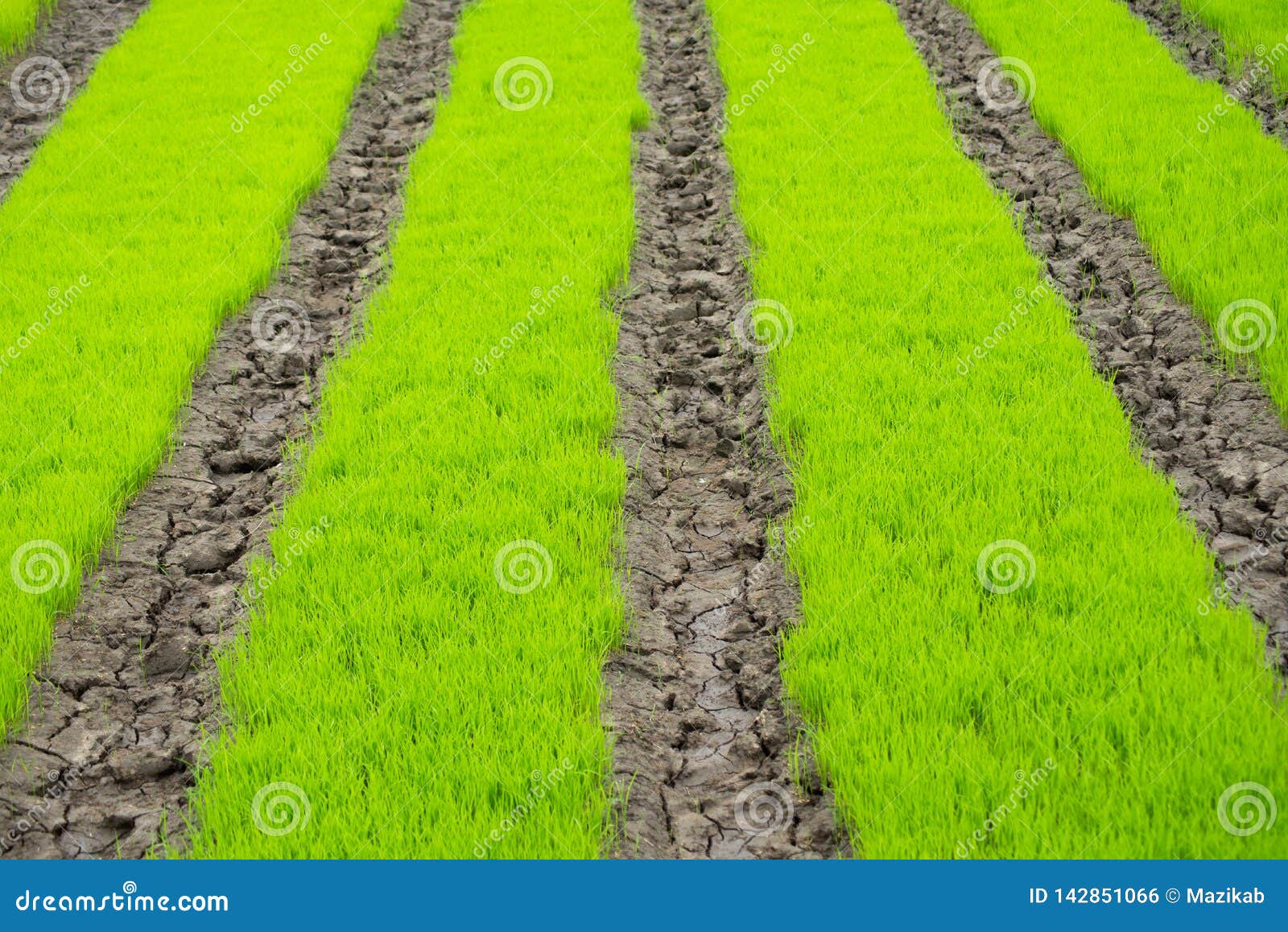 Young Rice are Growing in the Field Stock Photo - Image of grain ...