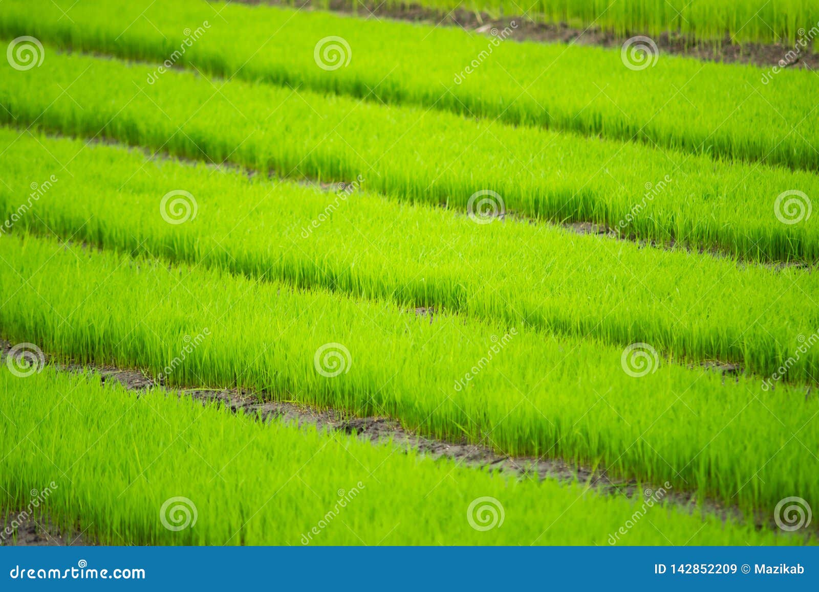 Young Rice are Growing in the Field Stock Image - Image of food, fresh ...