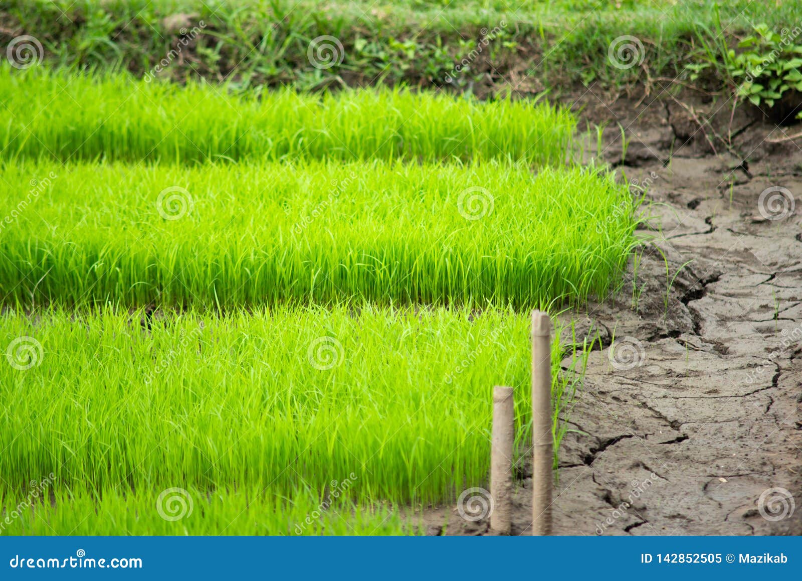 Young Rice are Growing in the Field Stock Image - Image of food, meadow ...