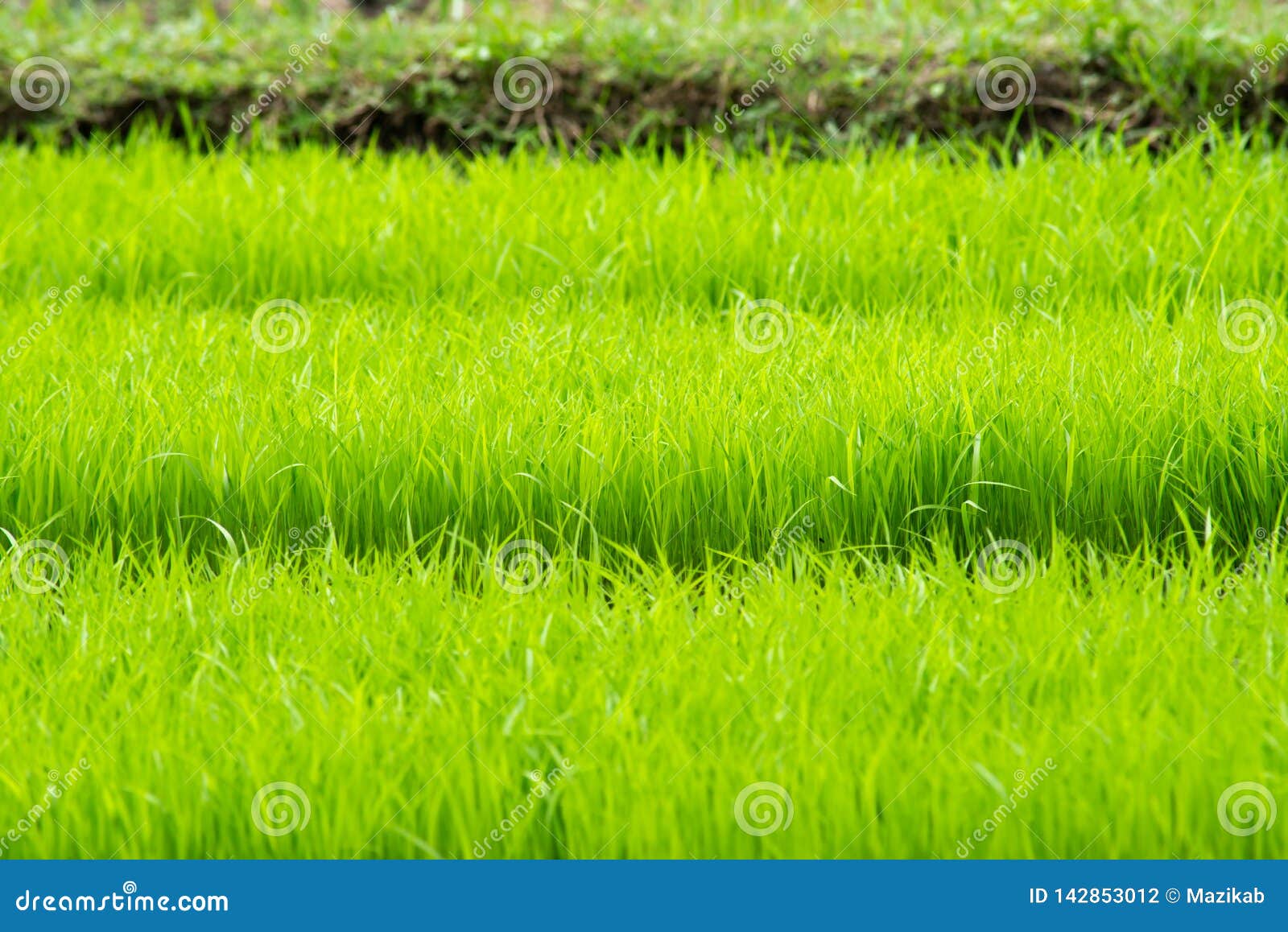 Young Rice are Growing in the Field Stock Photo - Image of grow, growth ...