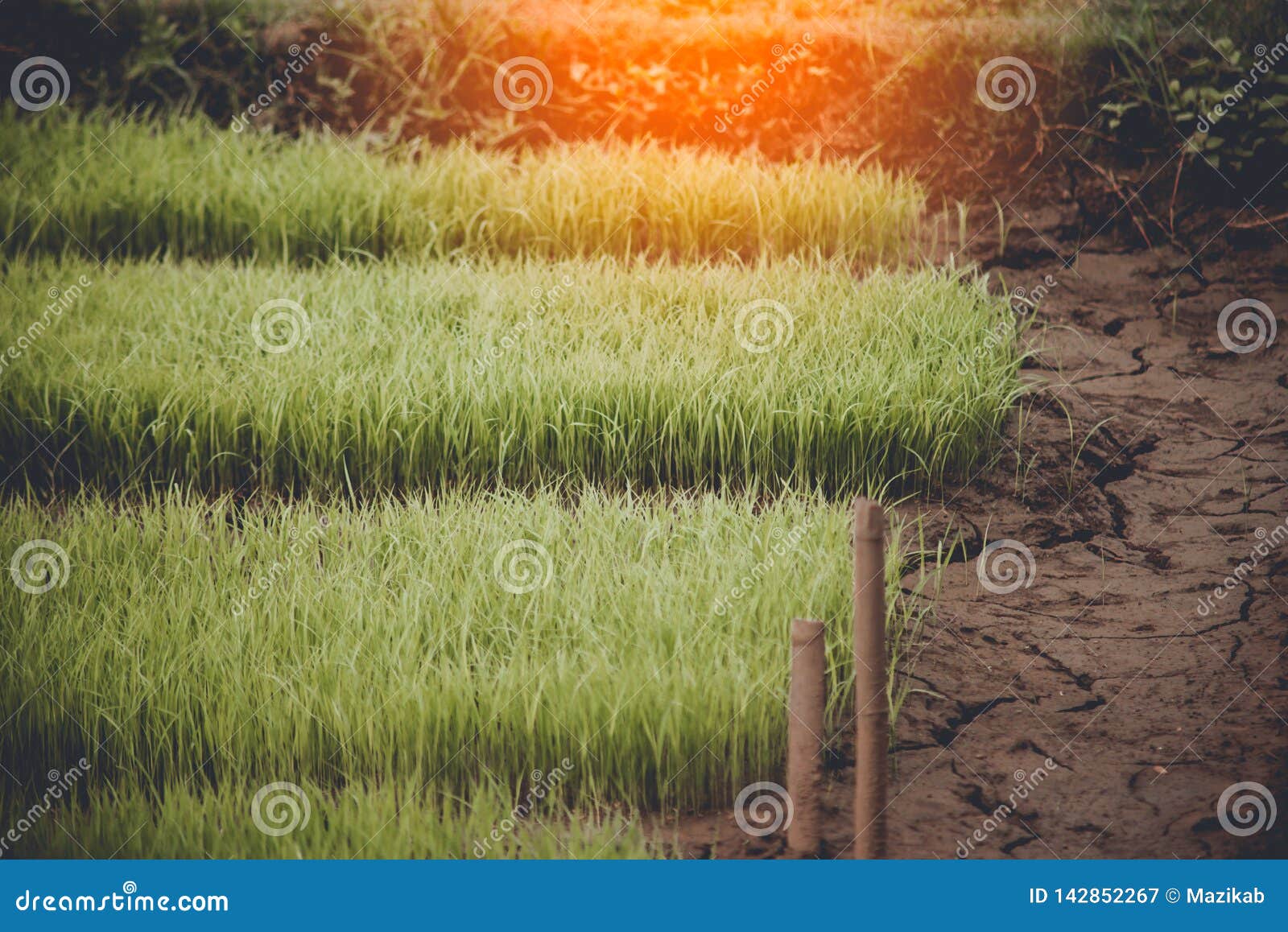 Young Rice are Growing in the Field in Thailand Stock Image - Image of ...