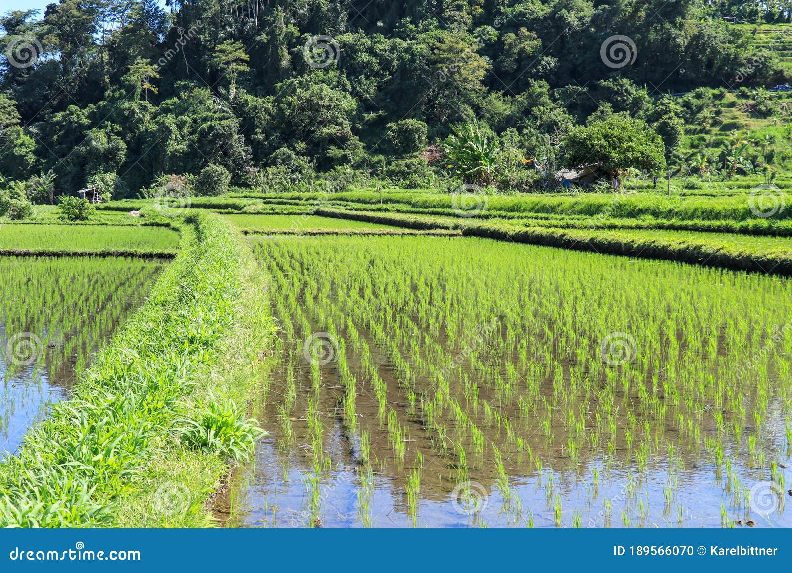 Young Rice are Growing in the Paddy Field. Rice Field Stock Photo ...