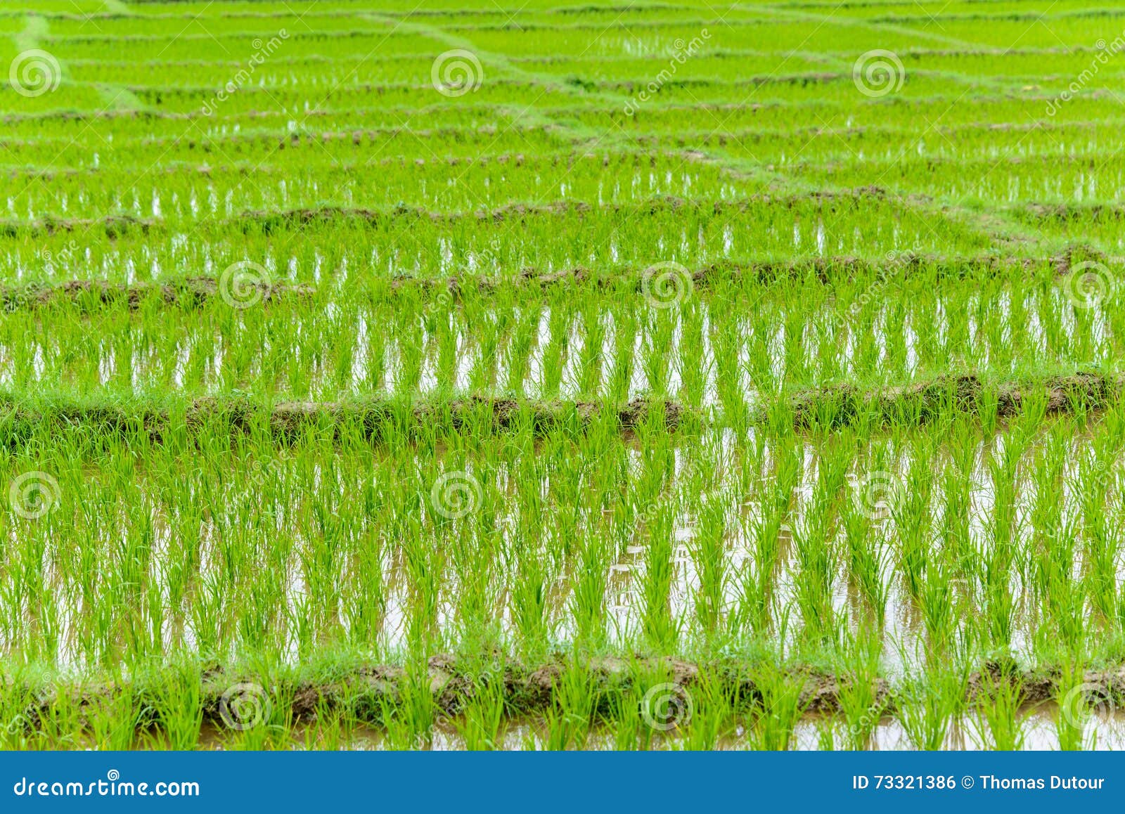 Young rice growing stock photo. Image of asian, water - 73321386