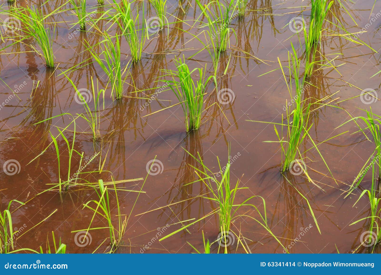 Young Rice are Grown in the Paddy Field/Rice Field Stock Photo - Image ...