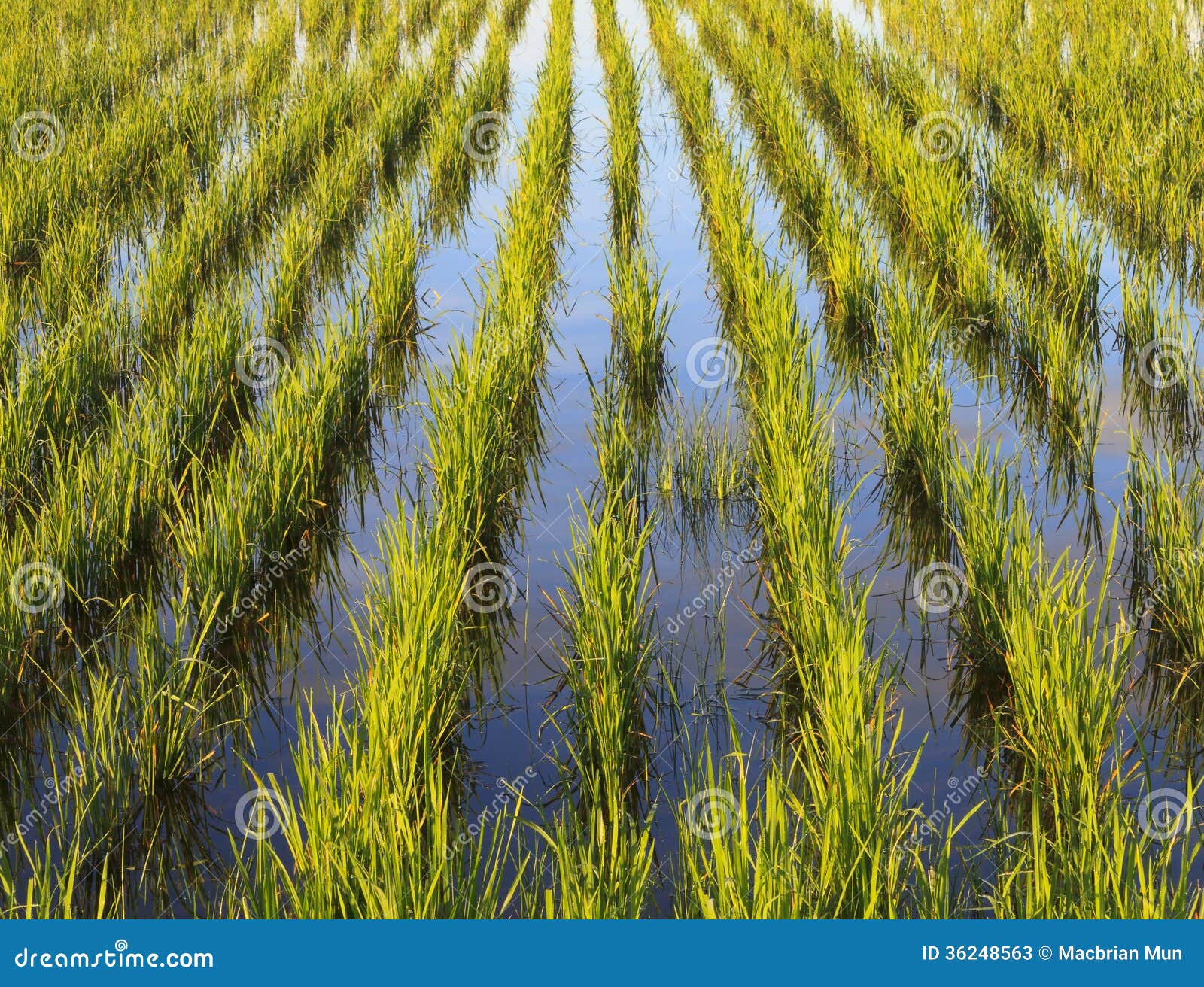 Young rice paddy plants stock image. Image of cultivation - 36248563