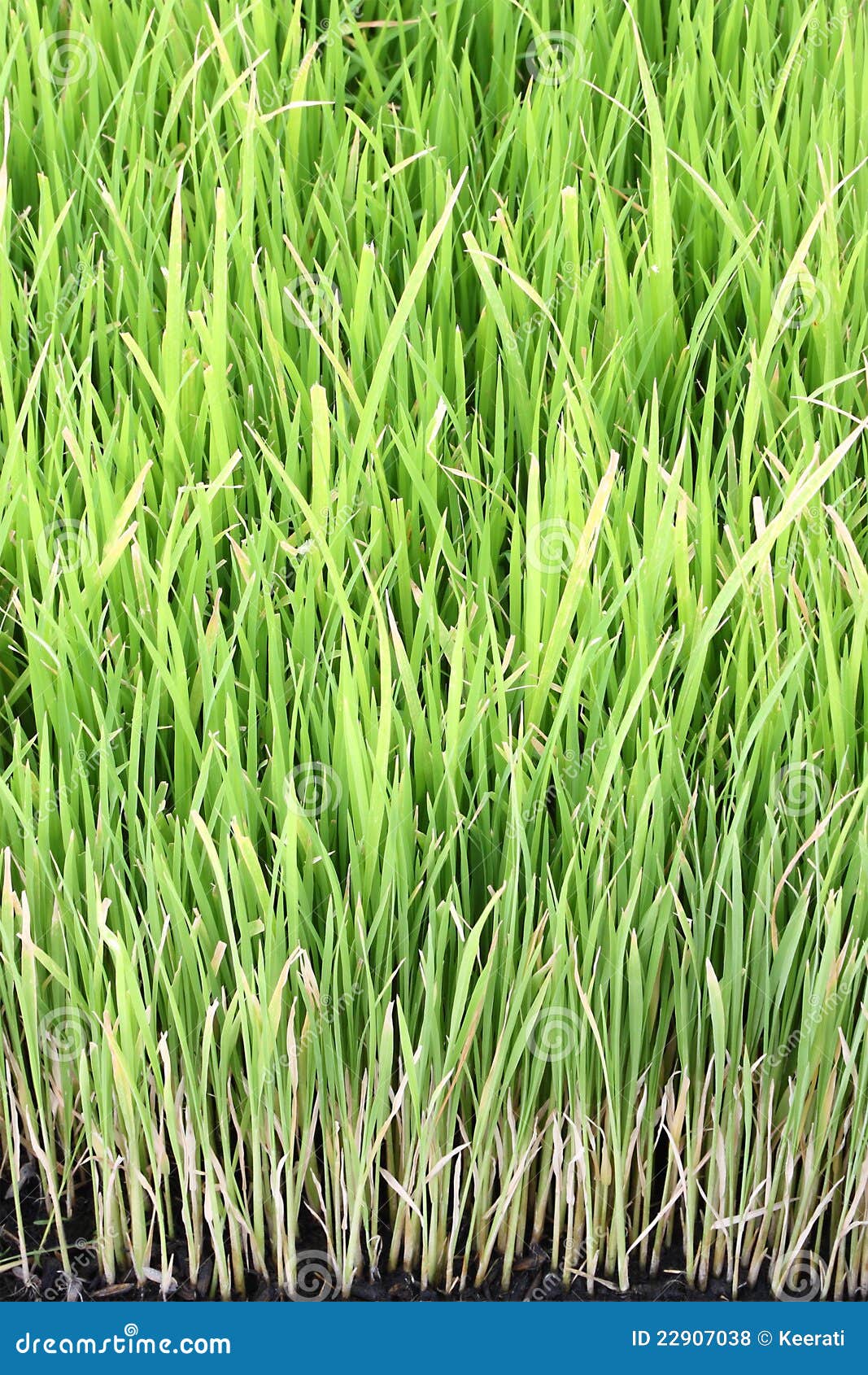 Young rice plant stock photo. Image of fresh, lawn, environment - 22907038