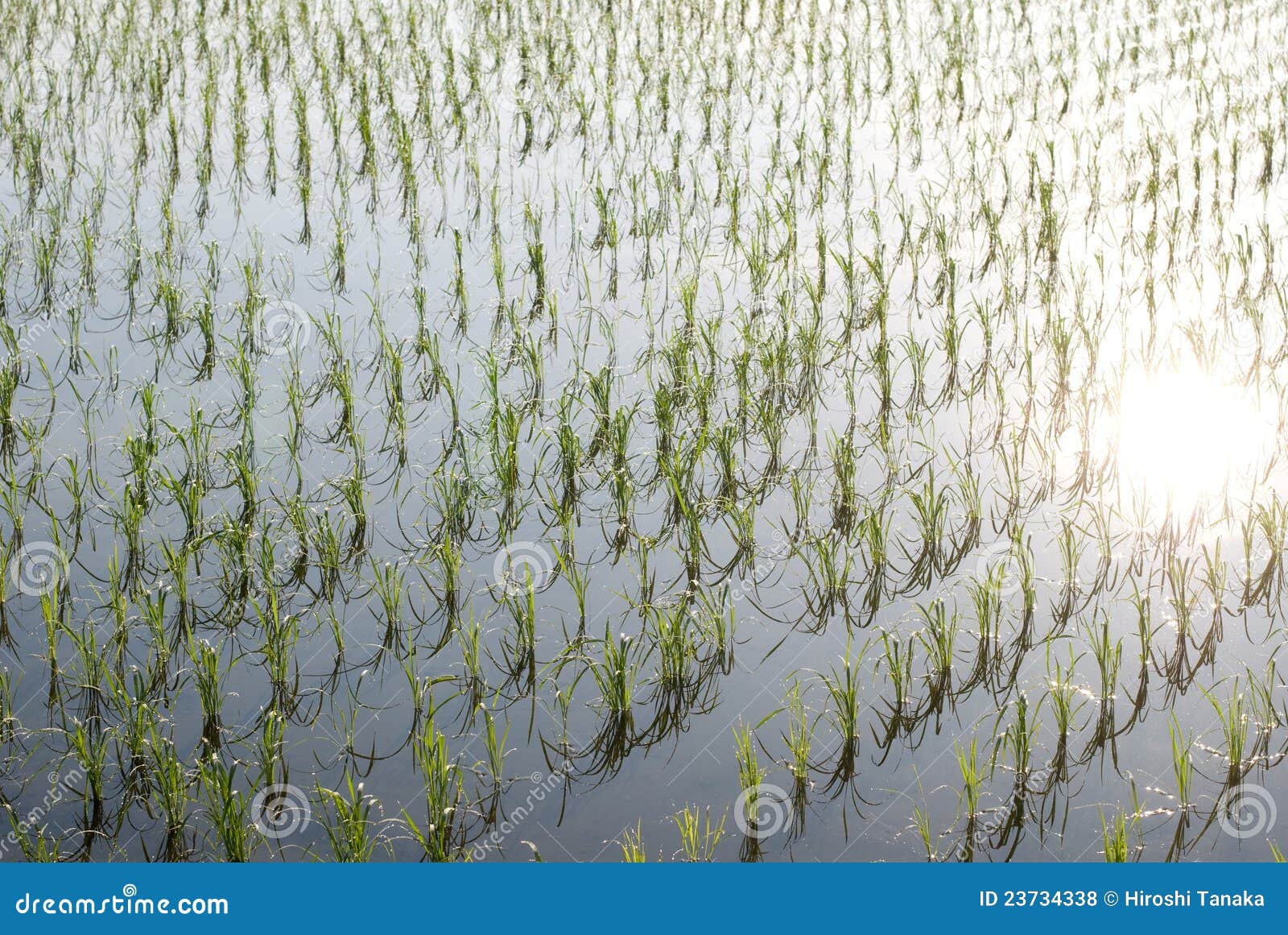Young rice plant stock photo. Image of plant, flooded - 23734338