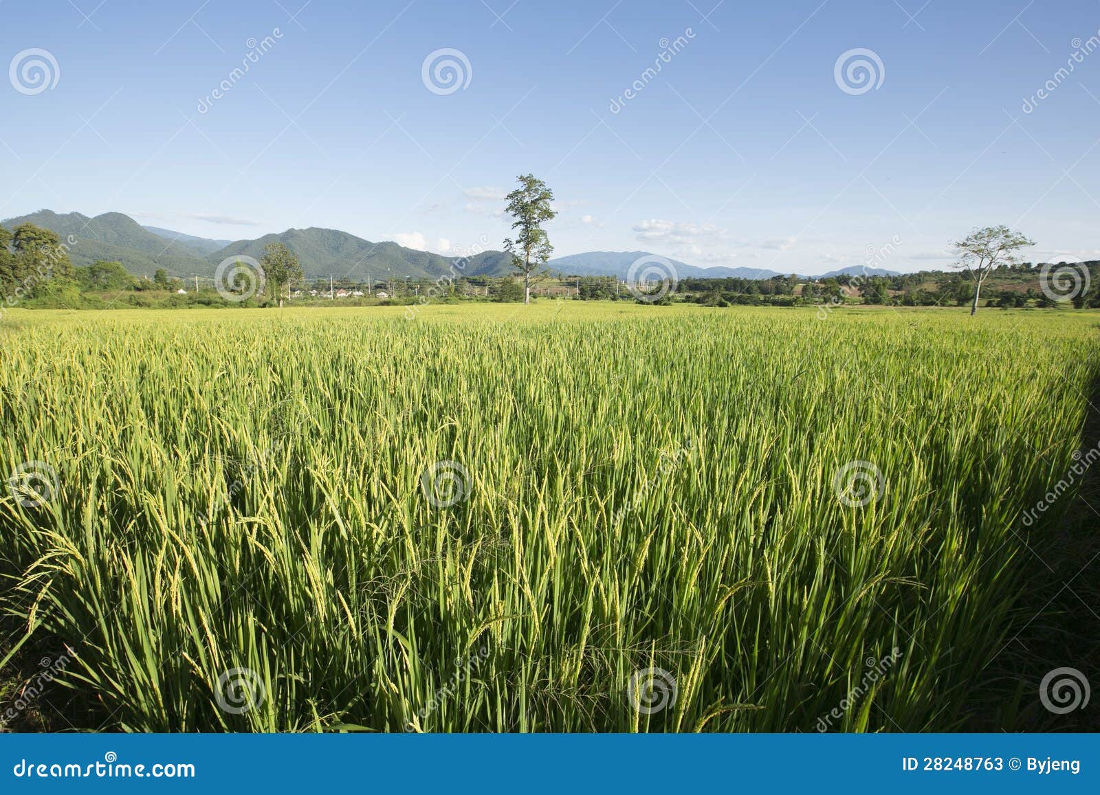 Young rice plant stock image. Image of meadow, flora - 28248763