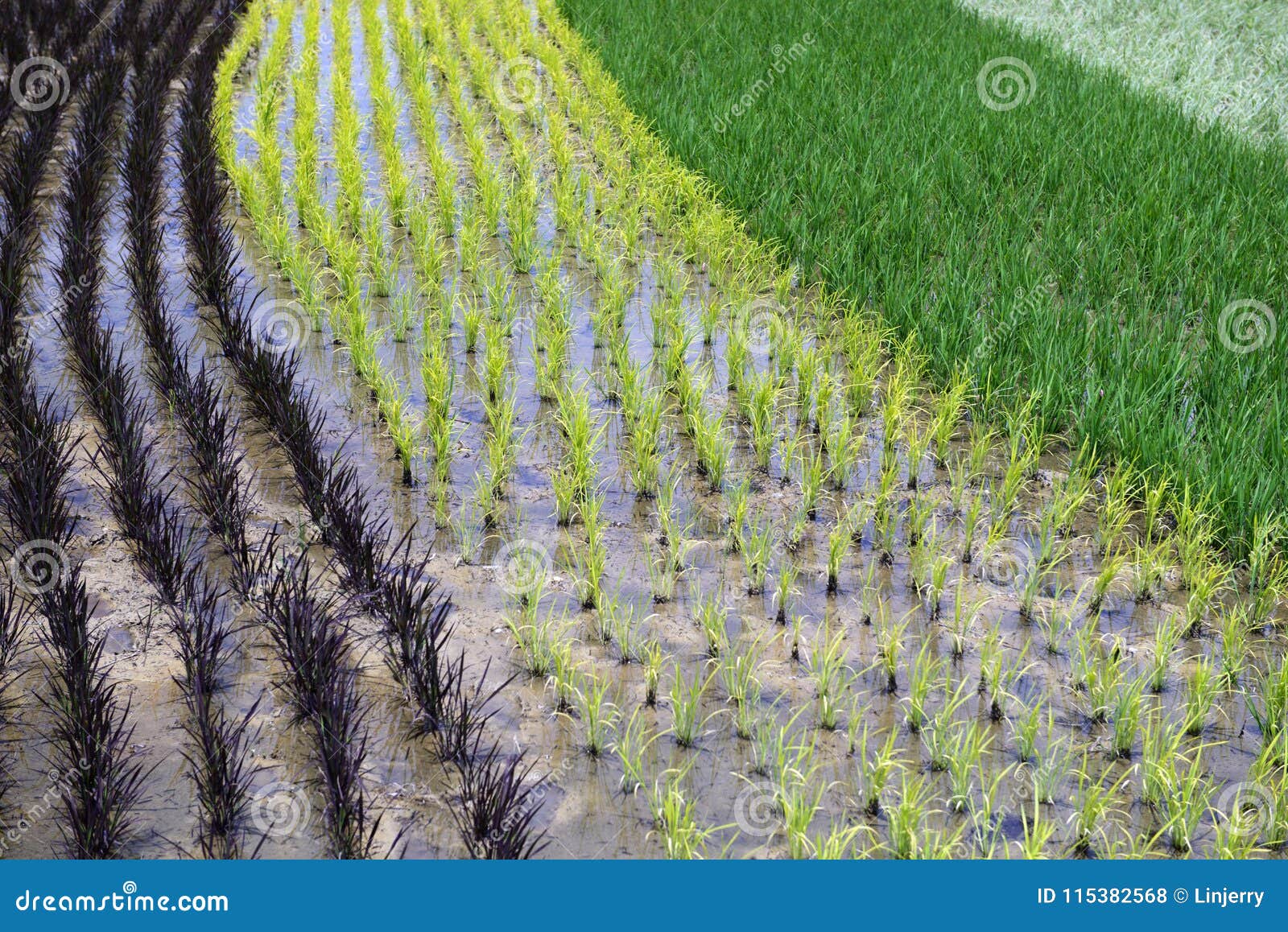 Young rice plant on field stock photo. Image of food - 115382568