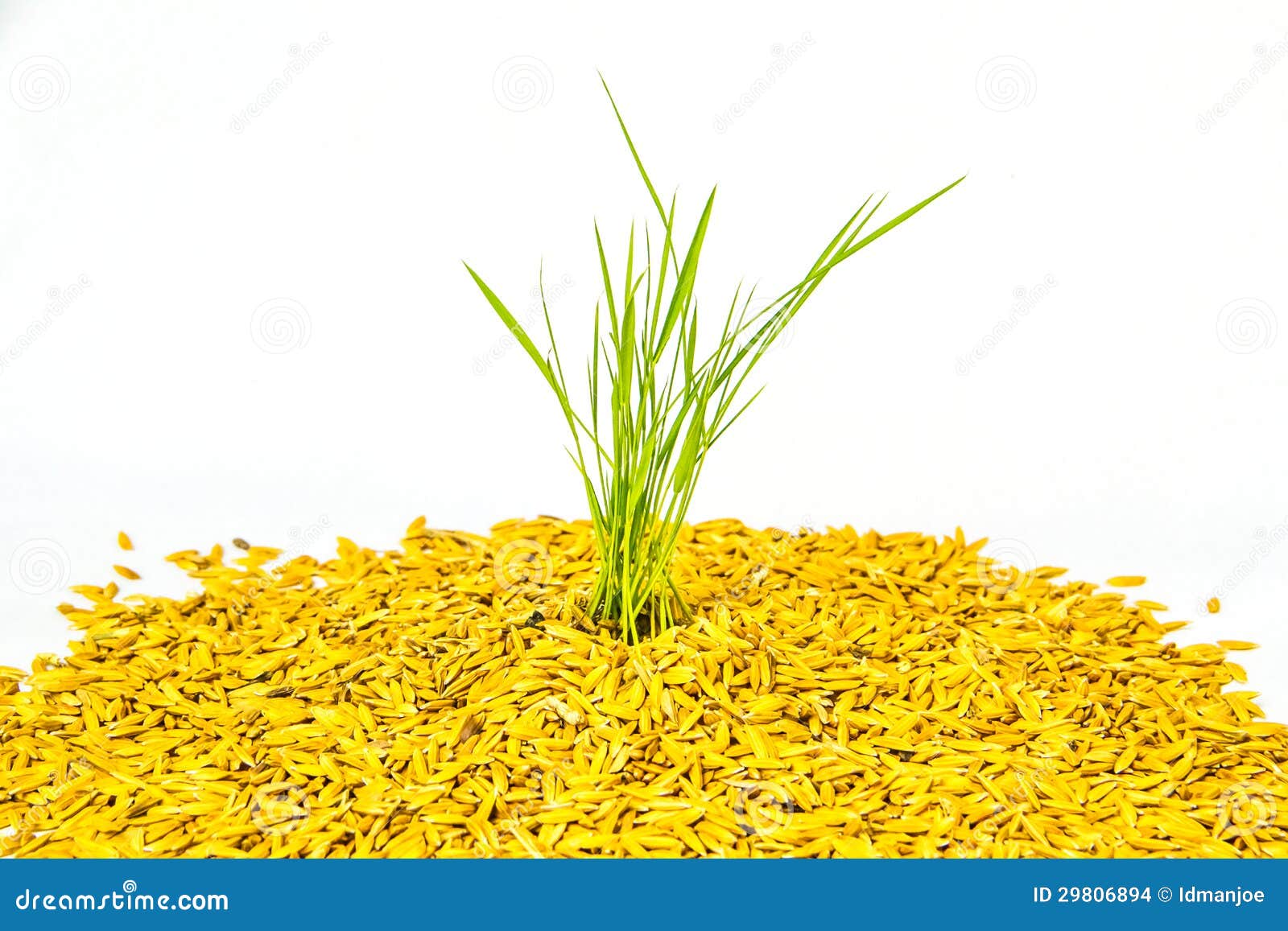 Young Rice Plant in Paddy Ground Stock Photo - Image of grow, asian ...