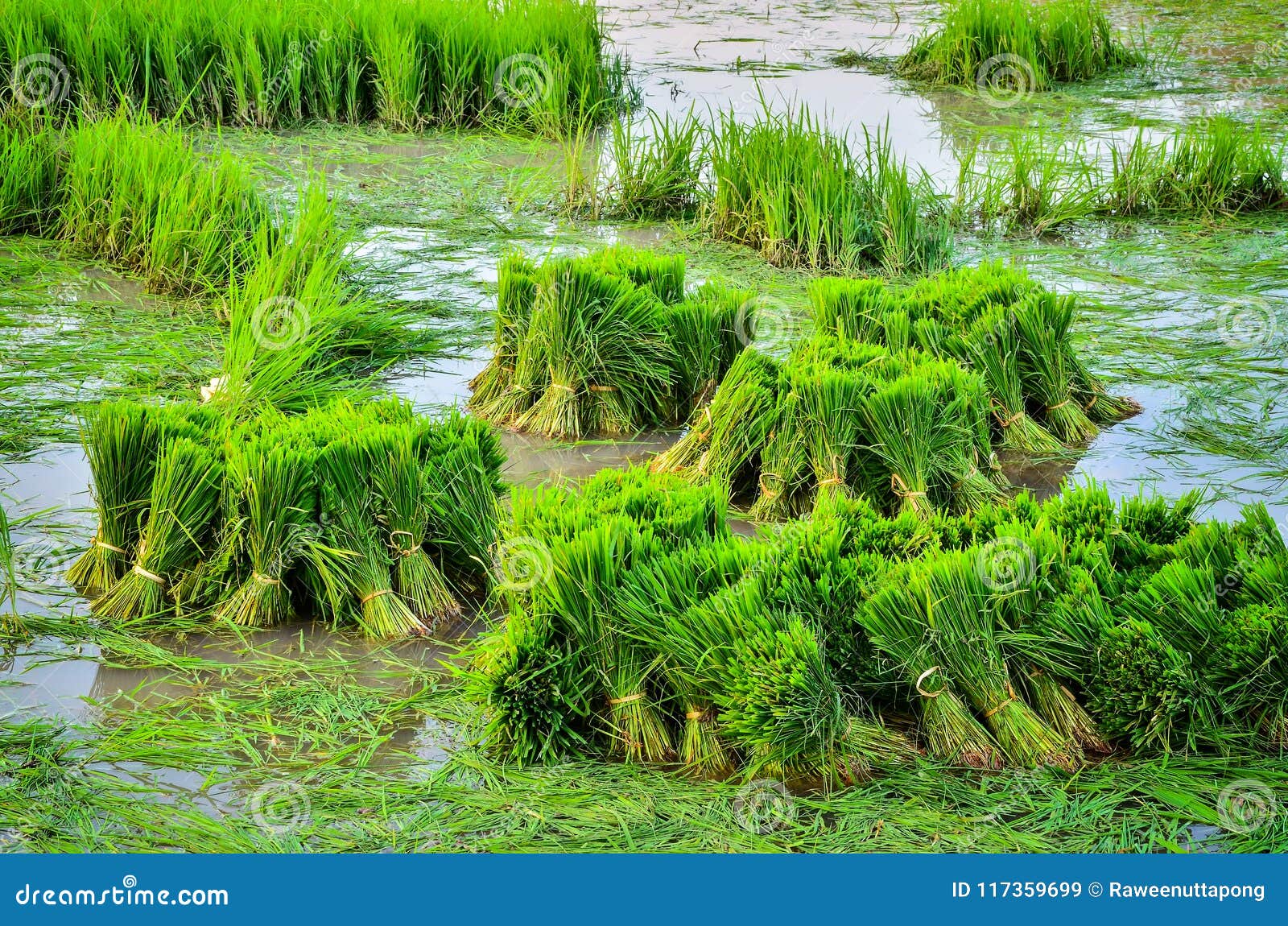 Young rice plant stock image. Image of landscape, sprouts - 117359699