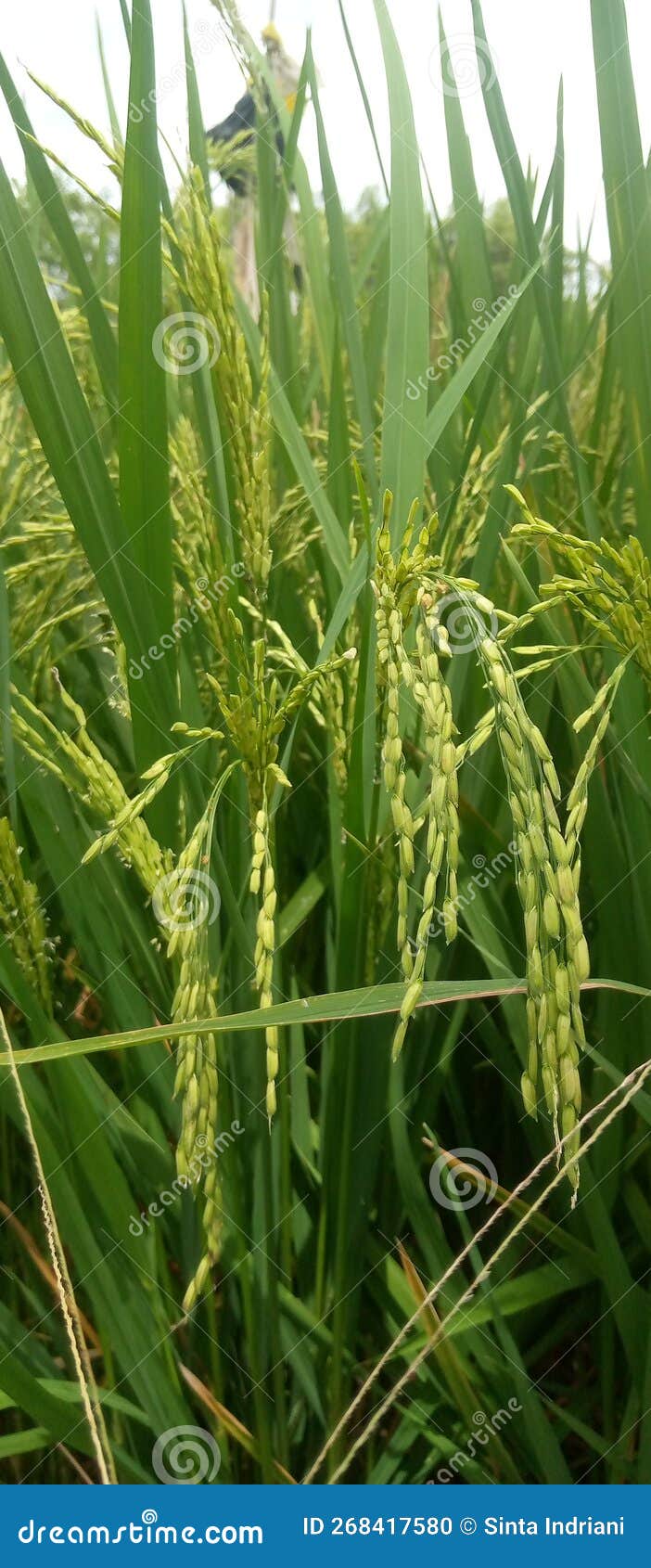 Young Rice Plants are Green in the Fields Stock Photo - Image of plants ...