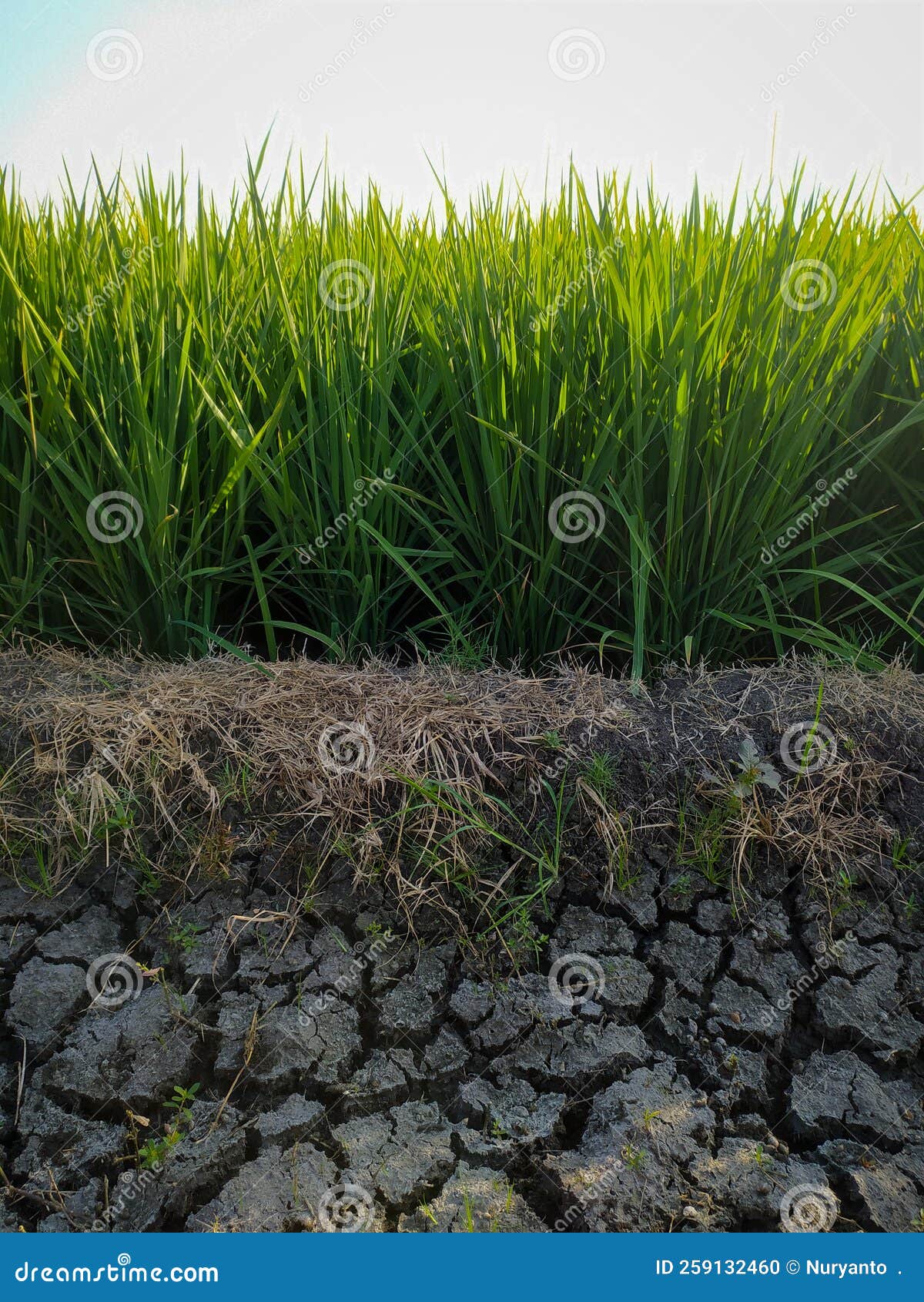 Young Rice Plants Growing in Cracked Soil Stock Photo - Image of green ...