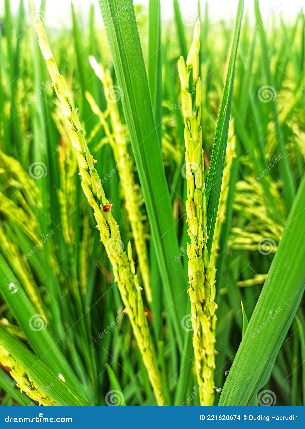 Young Rice Plants in Majengka, West Java Stock Photo - Image of farmer ...
