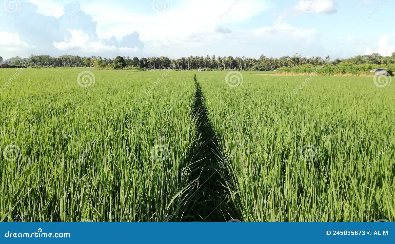 Young Rice Plants (Paddy) in the Field from East Java Indonesia Stock ...
