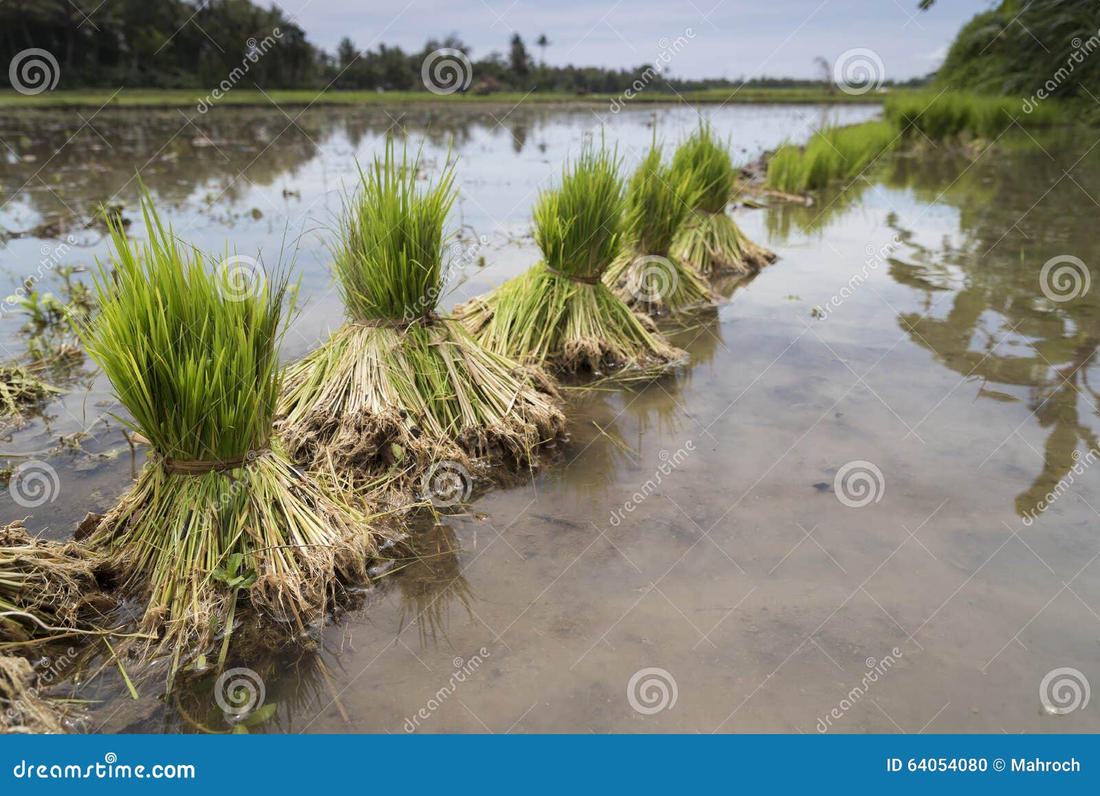 Young Rice Plants Ready To Be Planted Stock Photo - Image of fresh ...