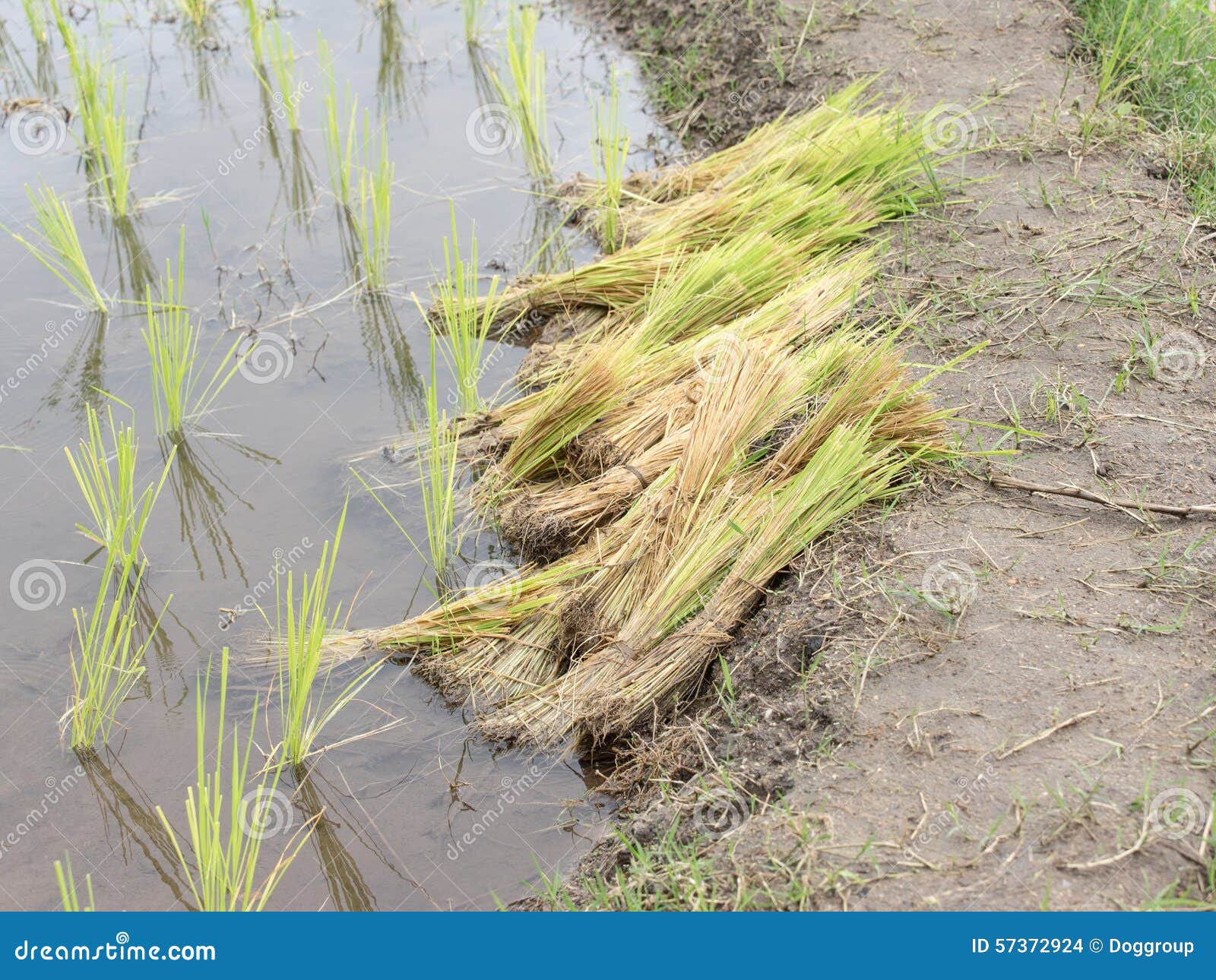 Young Rice Ready To Growing in Rice Fields Stock Photo - Image of ...