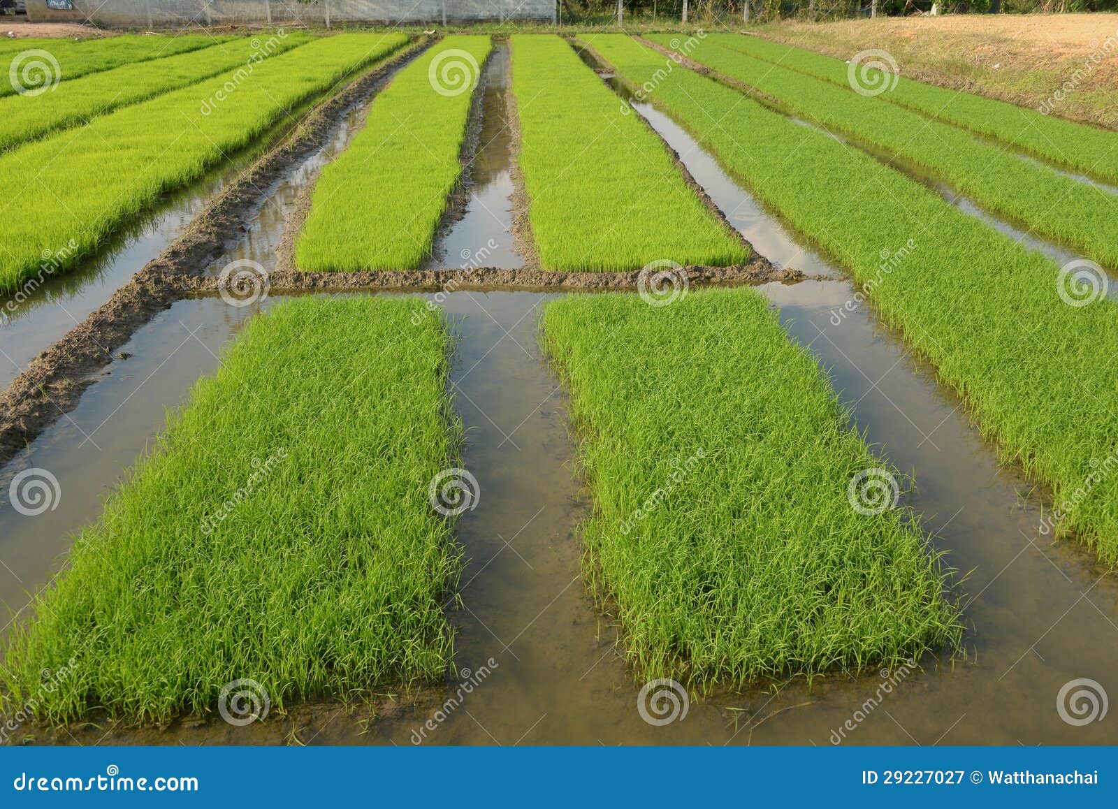 Young Rice Seeding in a Water. Stock Image - Image of foliage, country ...
