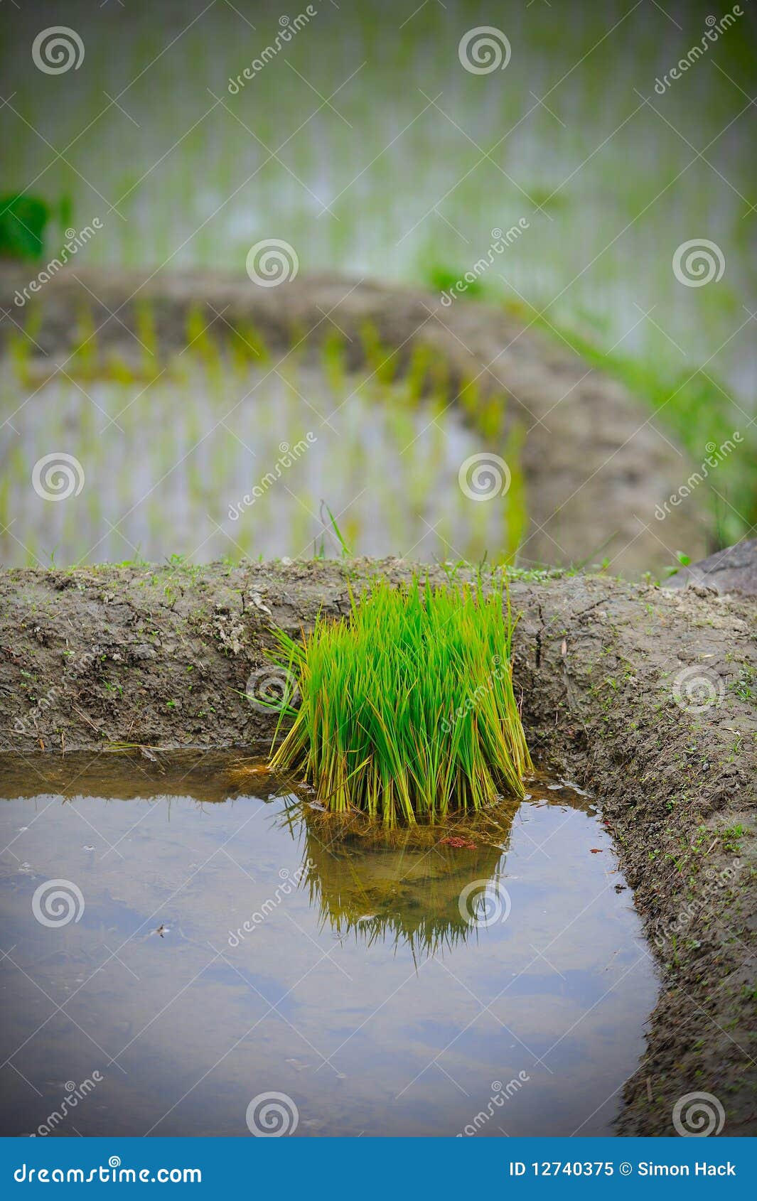 Young rice seedlings stock image. Image of planting, philippines - 12740375 Young rice seedlings stock image. Image of planting, philippines - 12740375