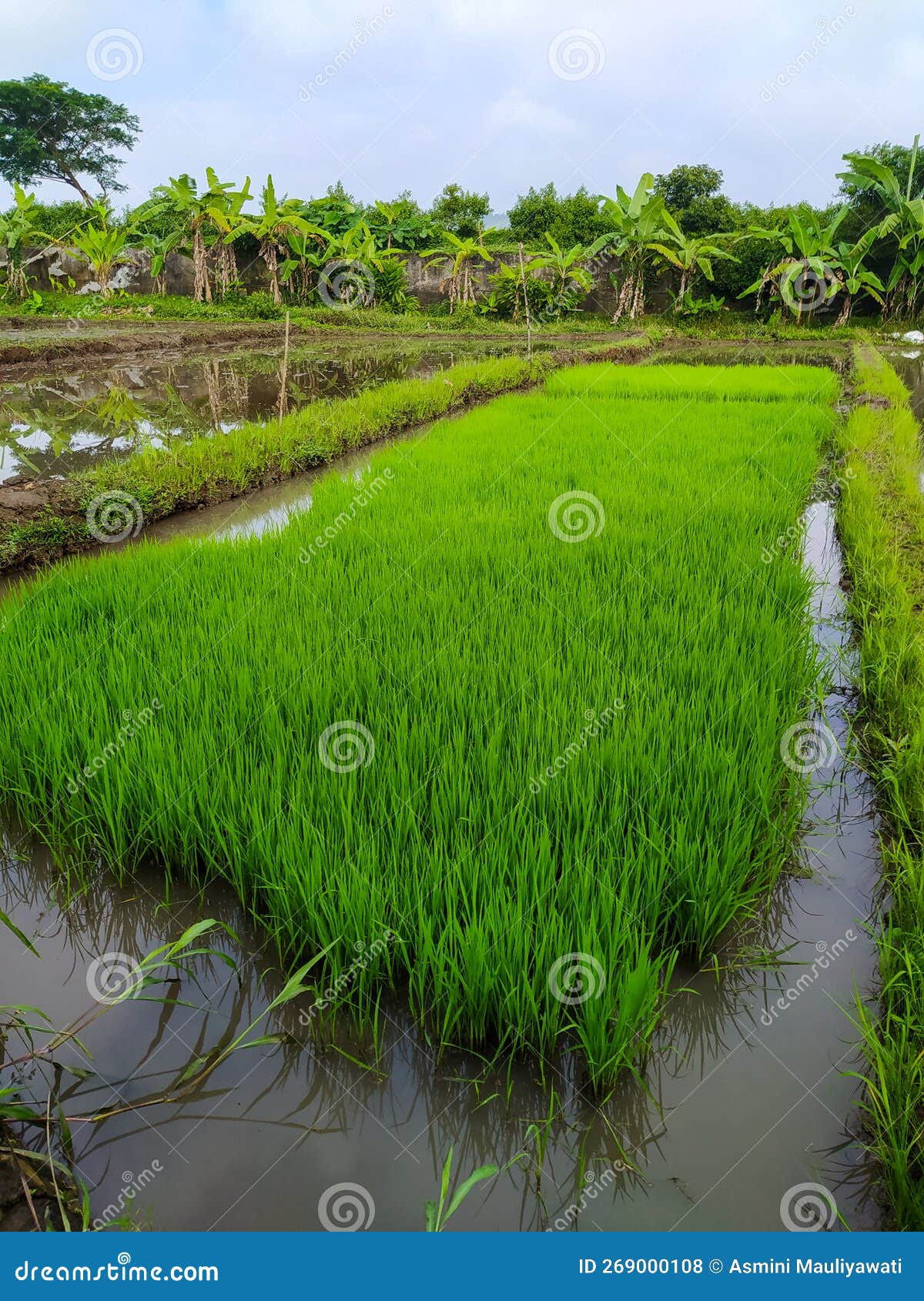 Young Rice Seedlings Ready for Planting in the Fields Stock Photo ...