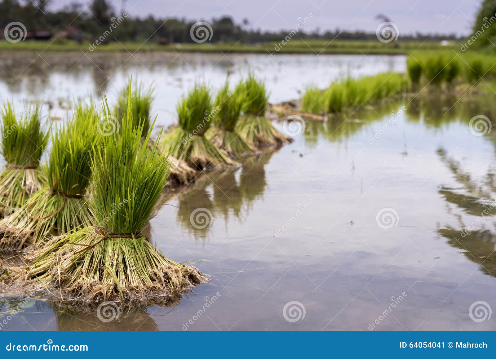 Young Rice in Sheafs on Terrace Field Stock Image - Image of plant ...