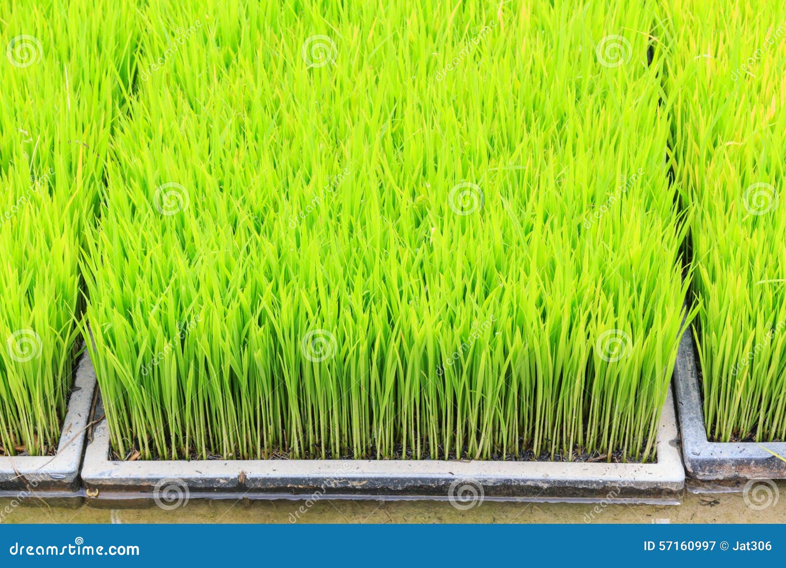 Young Rice Sprout in Cultivated Area Stock Image - Image of food, land ...