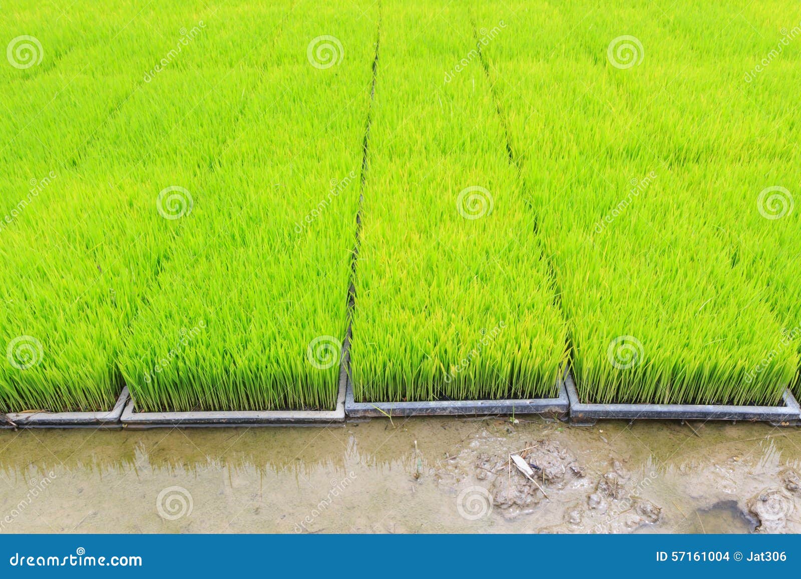Young Rice Sprout in Cultivated Area Stock Photo - Image of ground ...