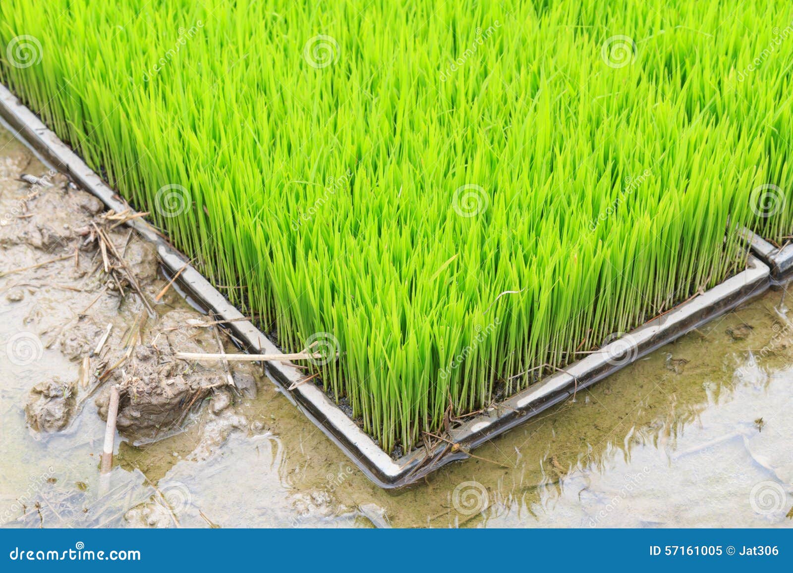 Young Rice Sprout in Cultivated Area Stock Image - Image of farming ...