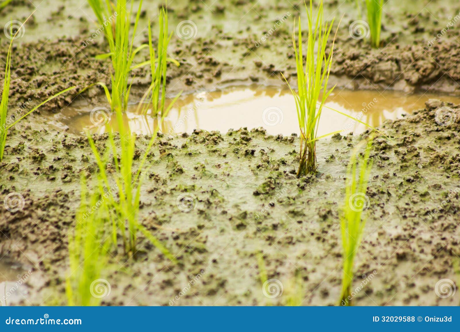 Young rice sprout stock photo. Image of thailand, thai - 32029588